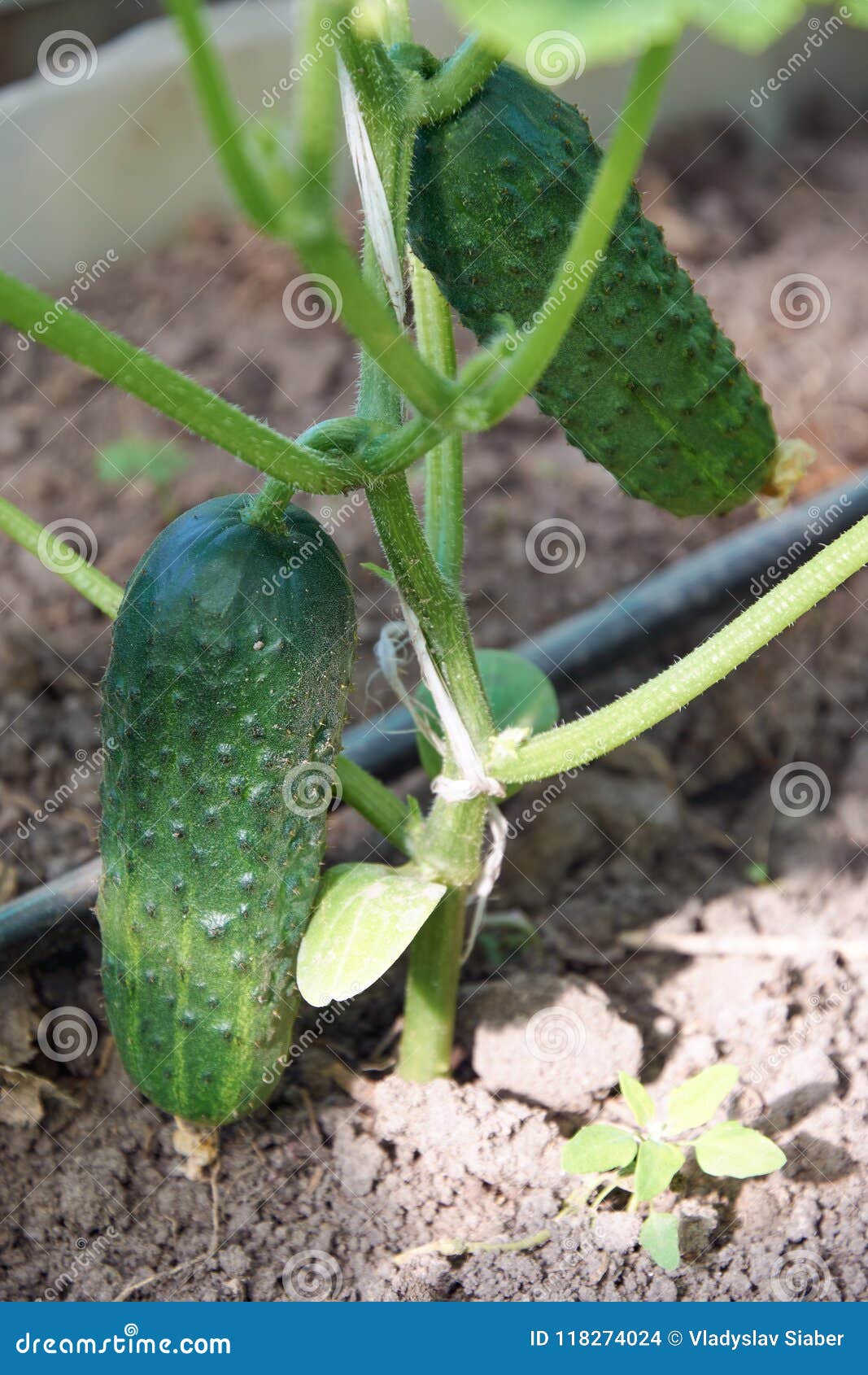 Stem of Cucumber with Several Vegetables Growing Stock Photo - Image of ...