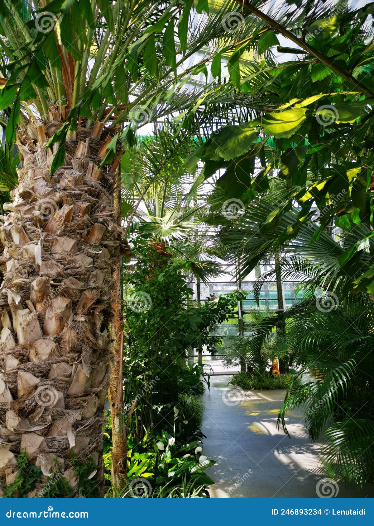 Stem of Date Tree and Palm Trees Stock Photo - Image of greenhouse ...