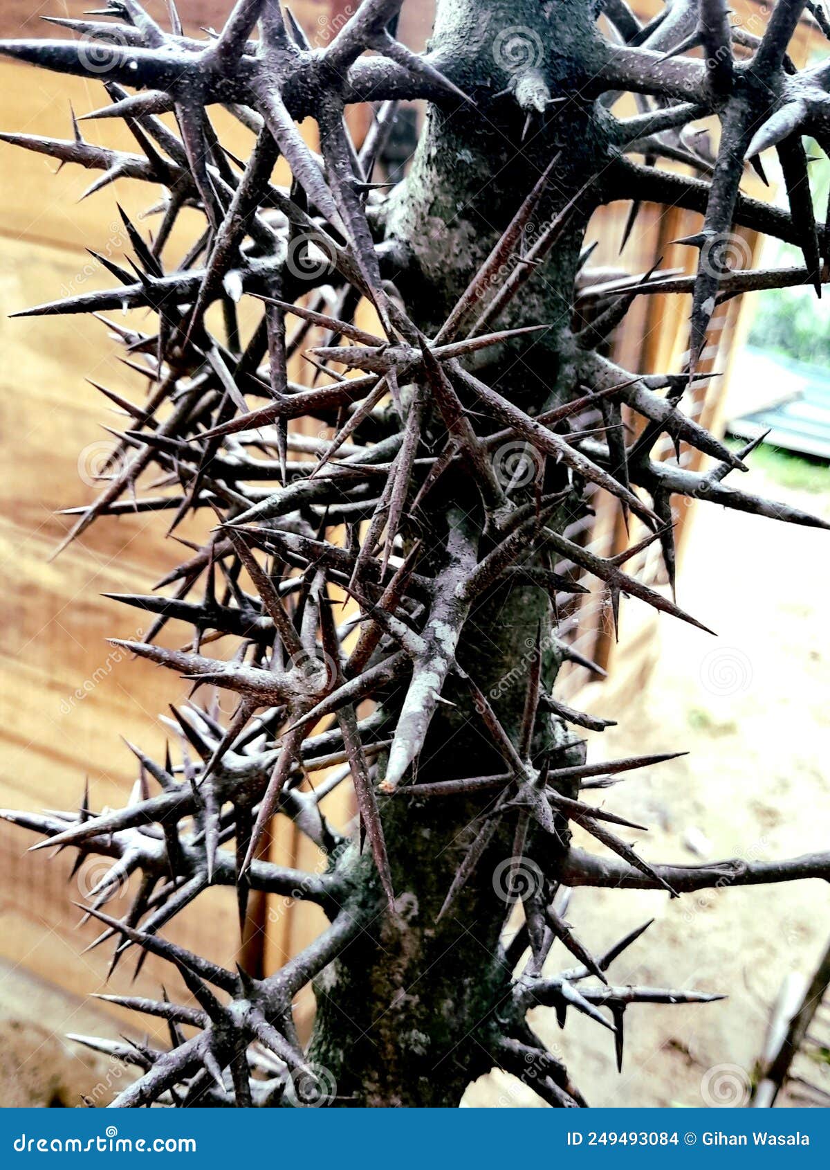 A Stem of a Delicious Fruit with Very Long Spines Stock Photo - Image ...