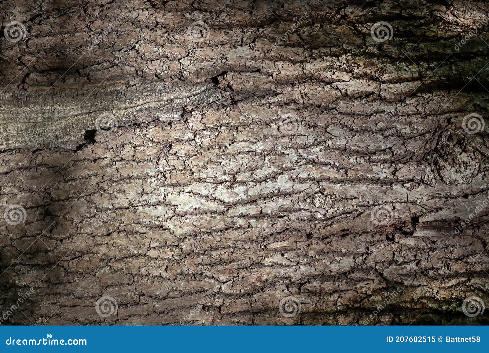 Diseases Of The Forest, Autumn Park, Trees Damaged By Stem Pests ...