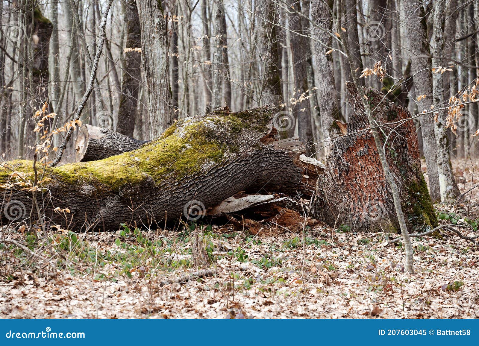 Diseases Of The Forest, Autumn Park, Trees Damaged By Stem Pests ...
