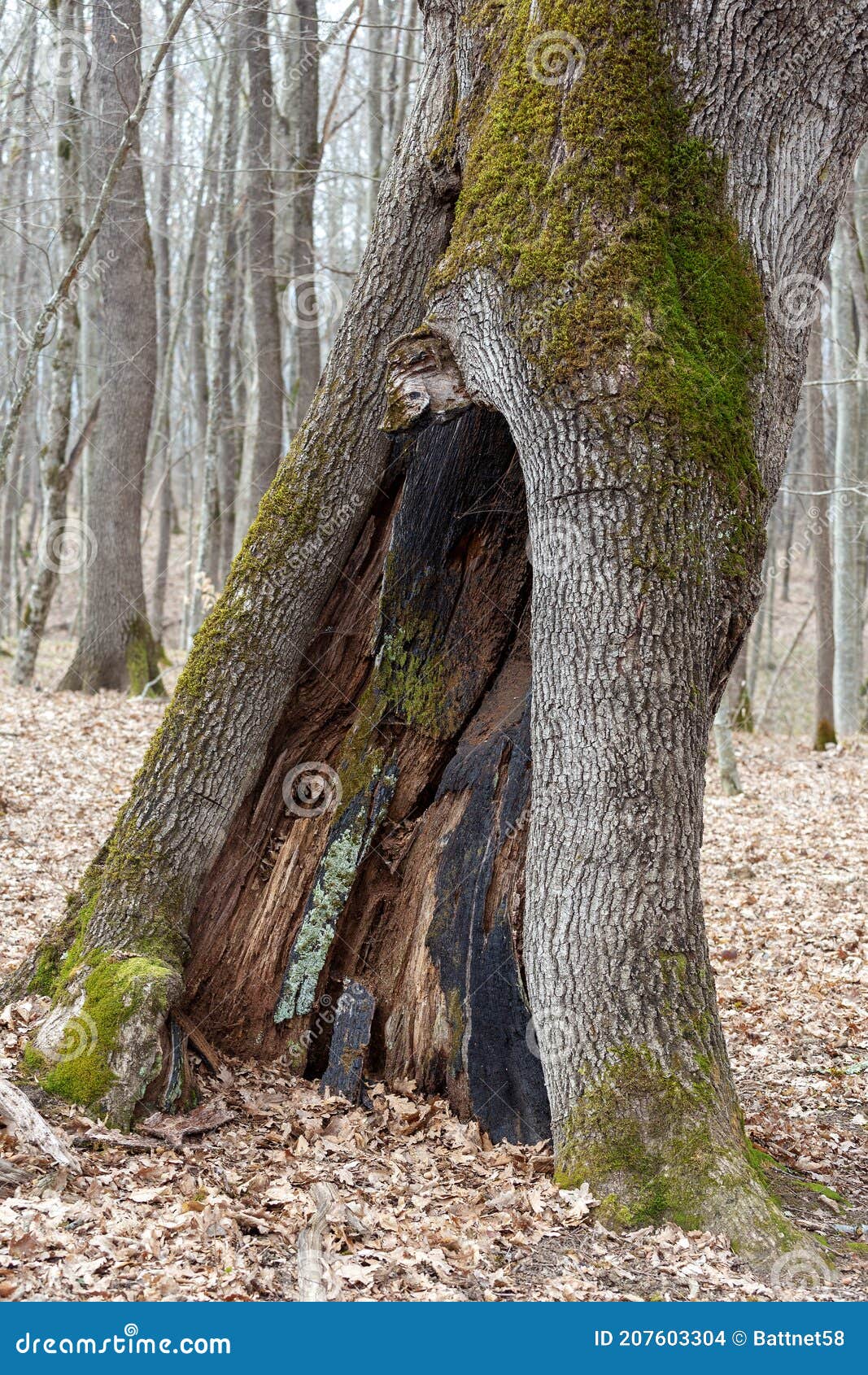 Forest and Its Diseases Damage To Tree Trunks by Various Pests in the ...