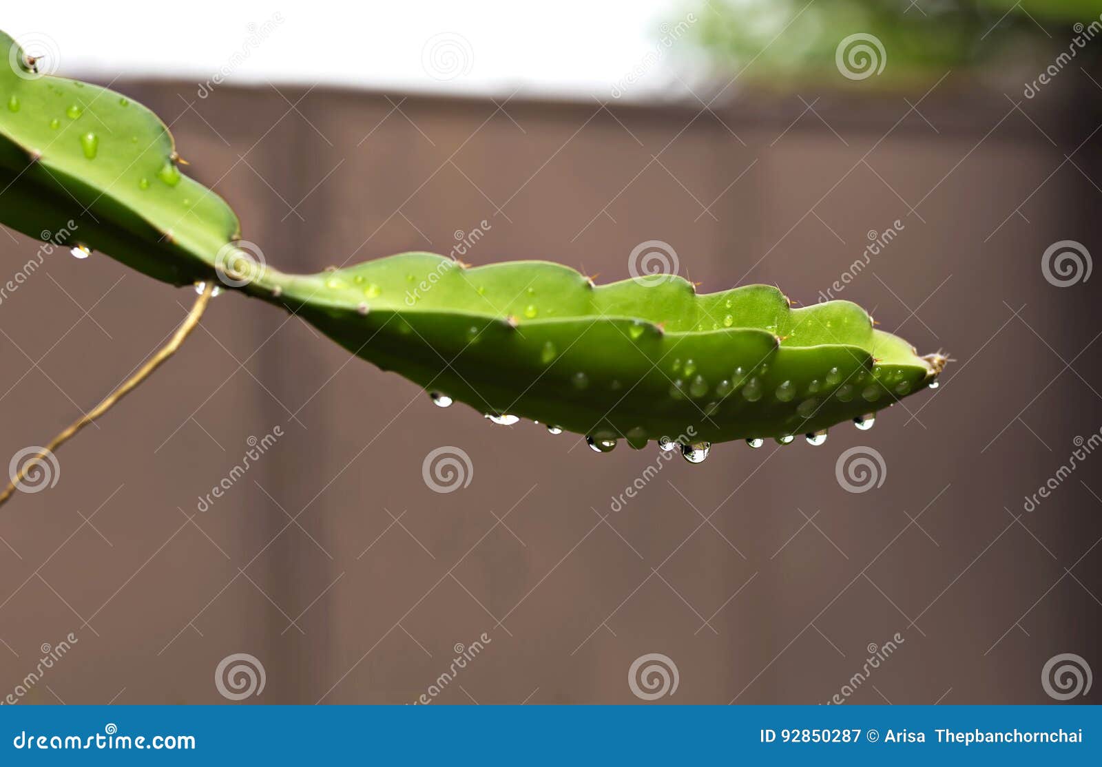 The Stem of the Dragon Fruit or Pitaya. Hylocercus UndatusHaw Stock ...