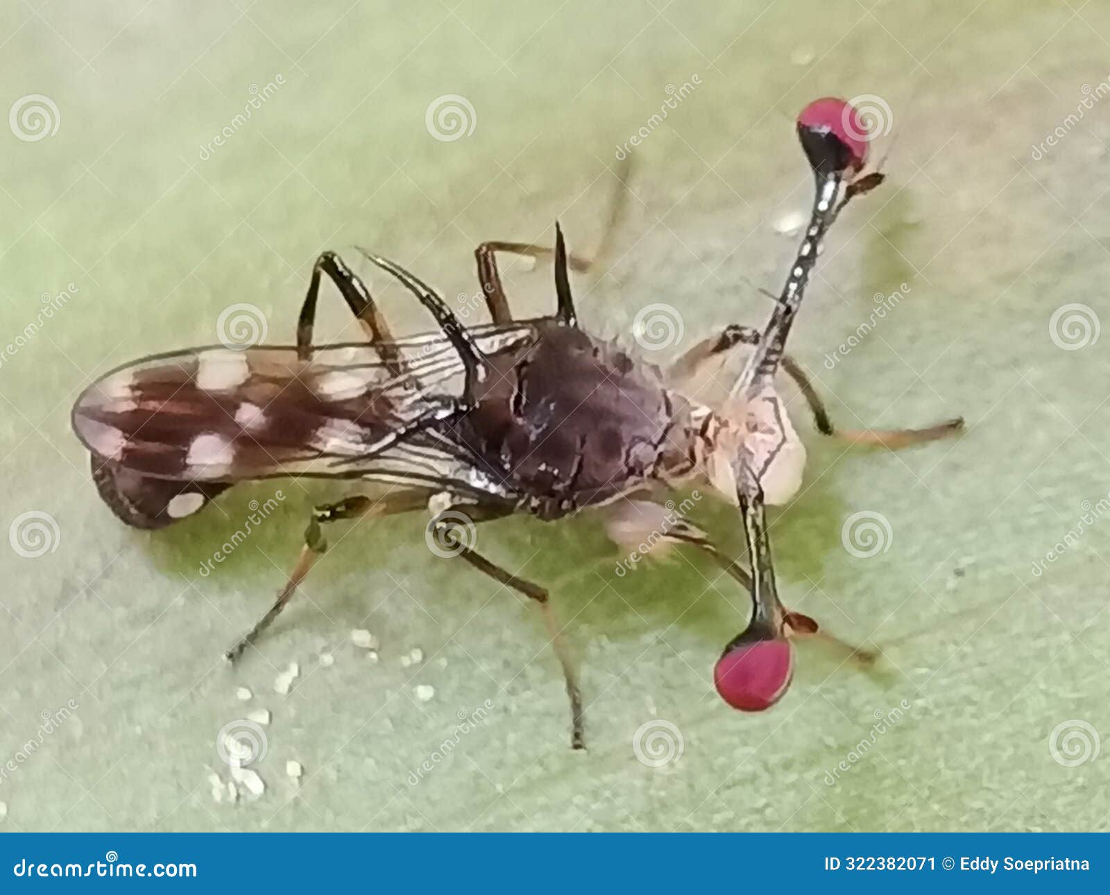 Stem-eyed Flies Have Long Eye Stalks Stock Image - Image of bright ...