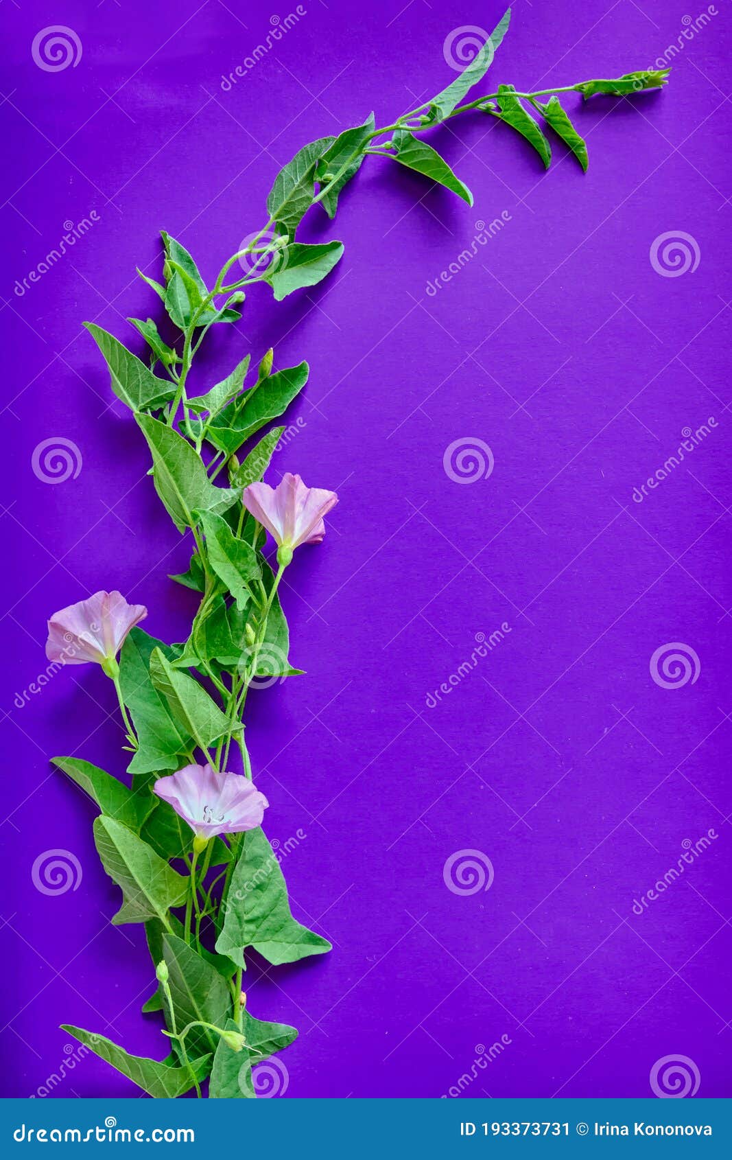 A Stem of Field Bindweed with Three Delicate Flowers on Violet ...