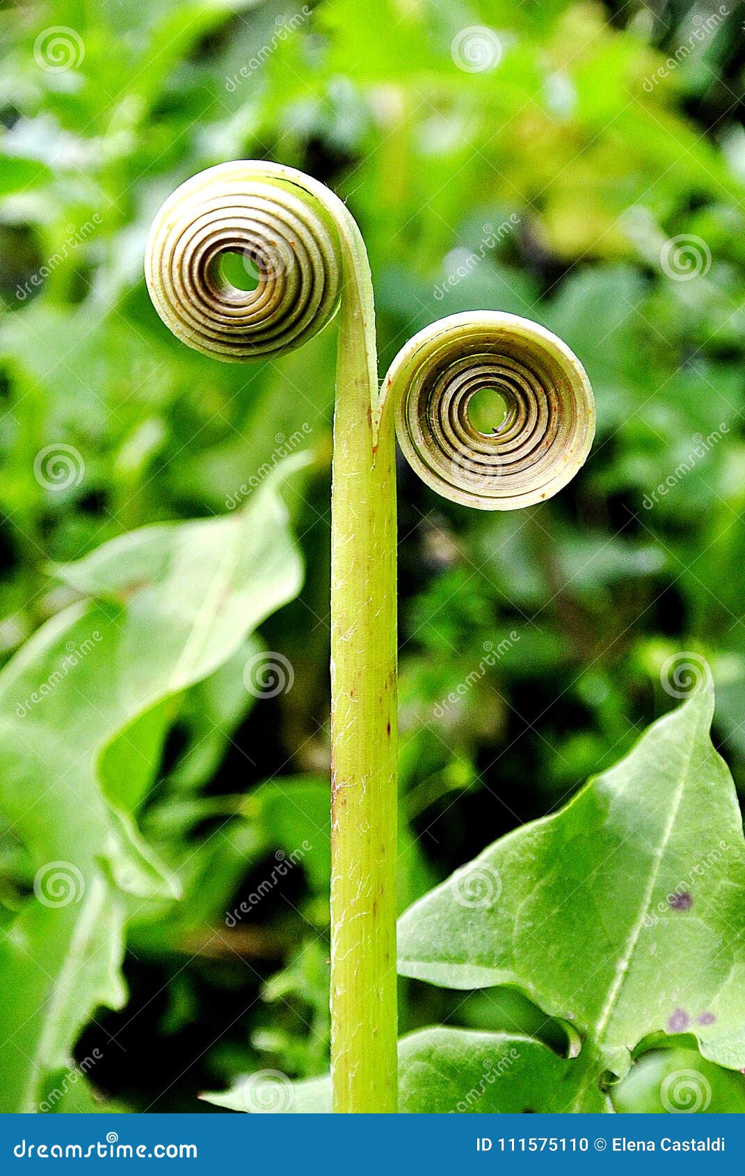 Stem of Flower Deformed in the Middle of a Meadow Stock Photo - Image ...