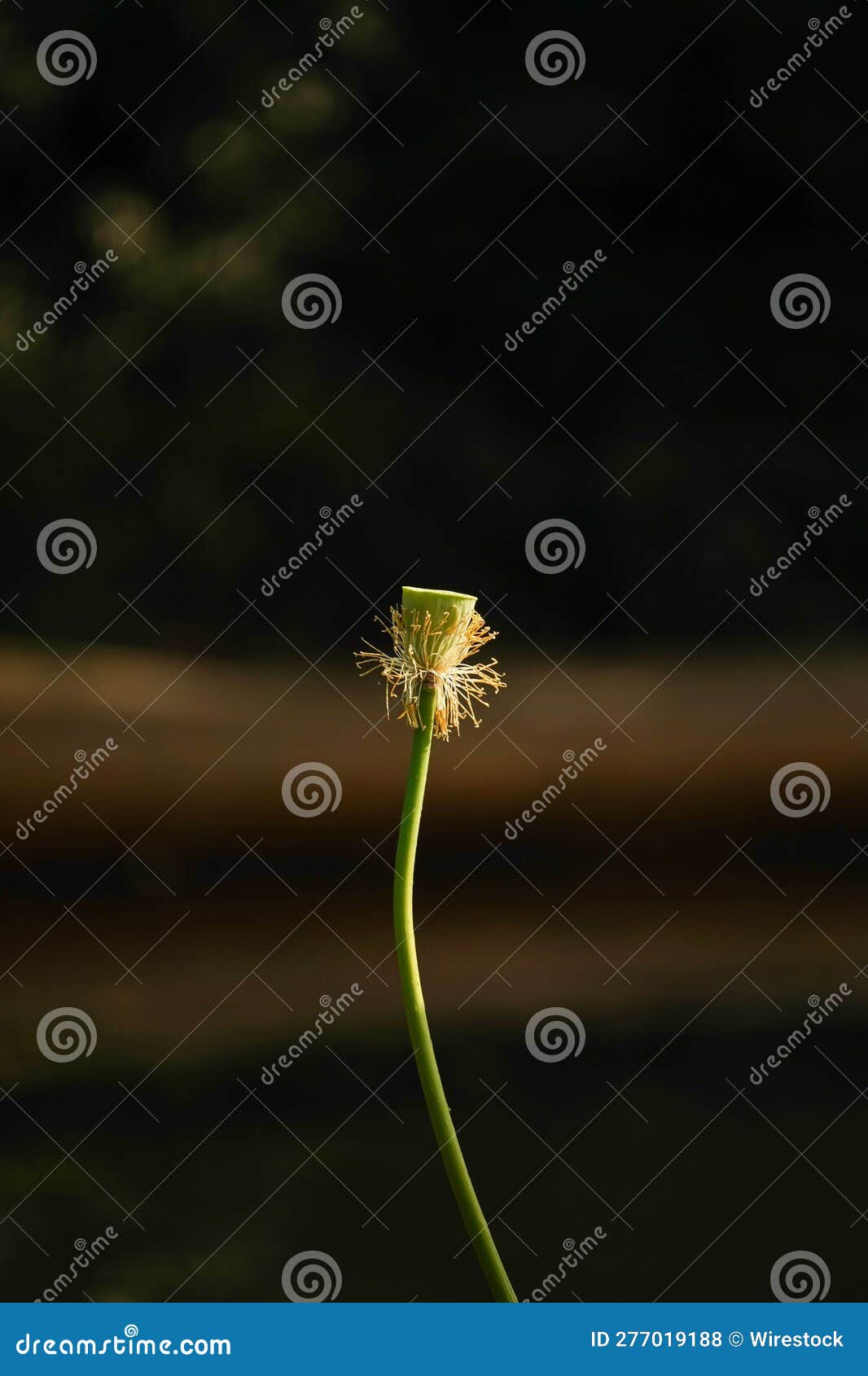 A Stem of a Flower without Petals Stock Photo - Image of close, subtle ...
