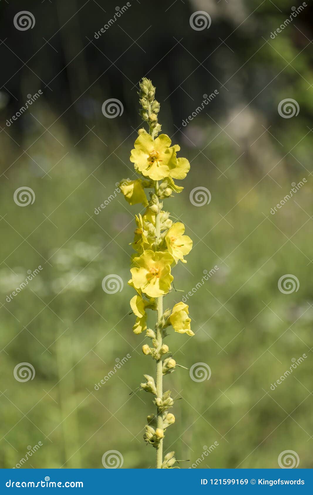 Stem and Flowers of Common Mullein Stock Image - Image of floral ...