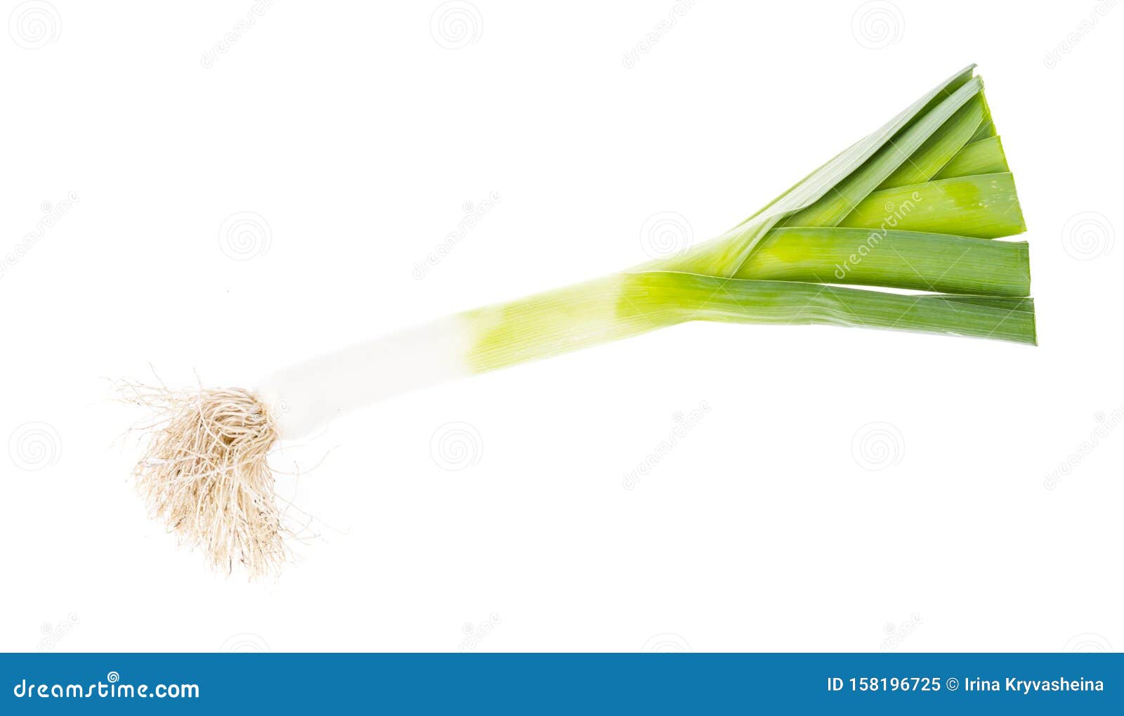 Stem of Fresh Leek with Root. Photo Stock Image - Image of closeup ...