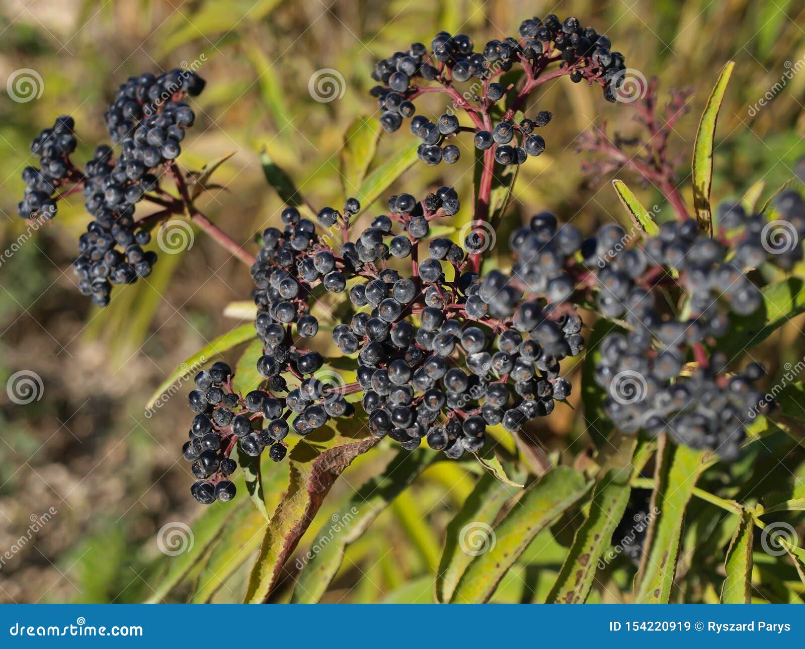 Stem with Fruit, Navy Blueberries As a Background Stock Image - Image ...