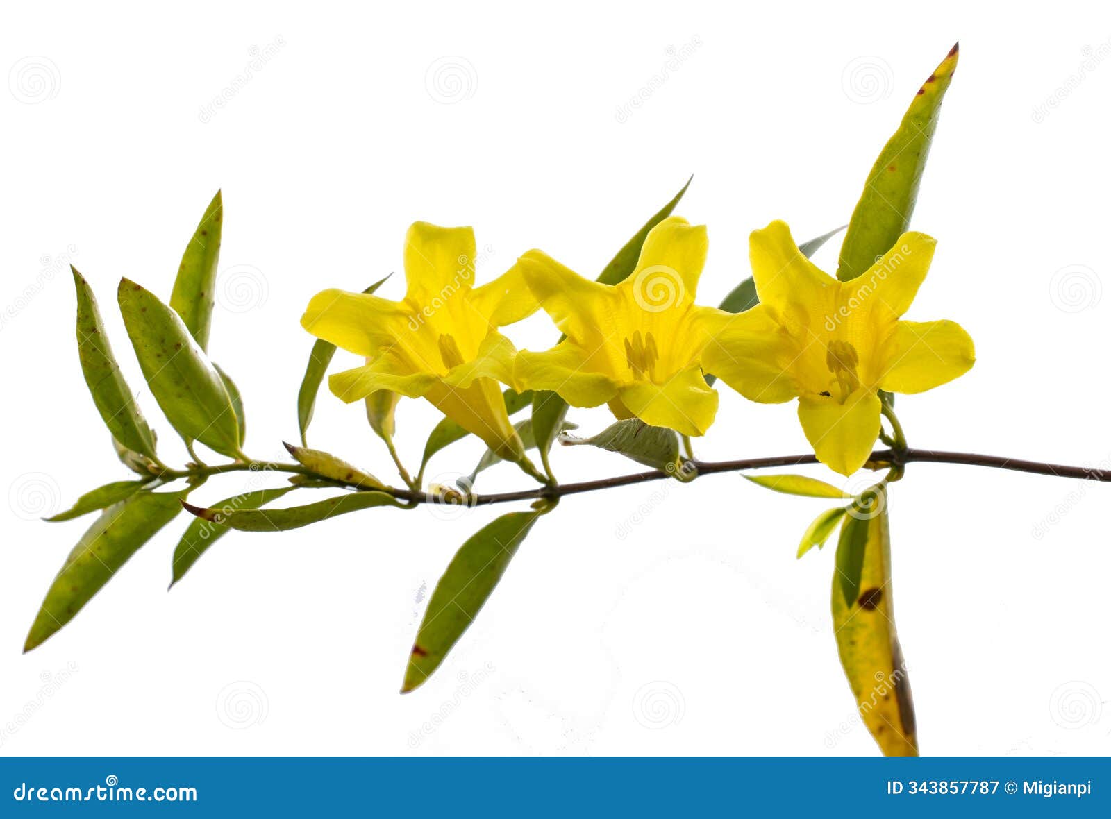 Stem of Gelsemium Sempervirens with Yellow Flowers Stock Image - Image ...