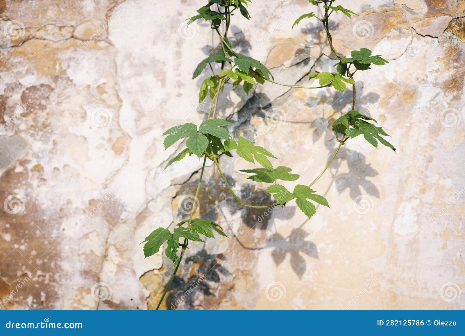 Stem of Green Grapes Climbing on an Old Rustic Wall, with a Shadow ...