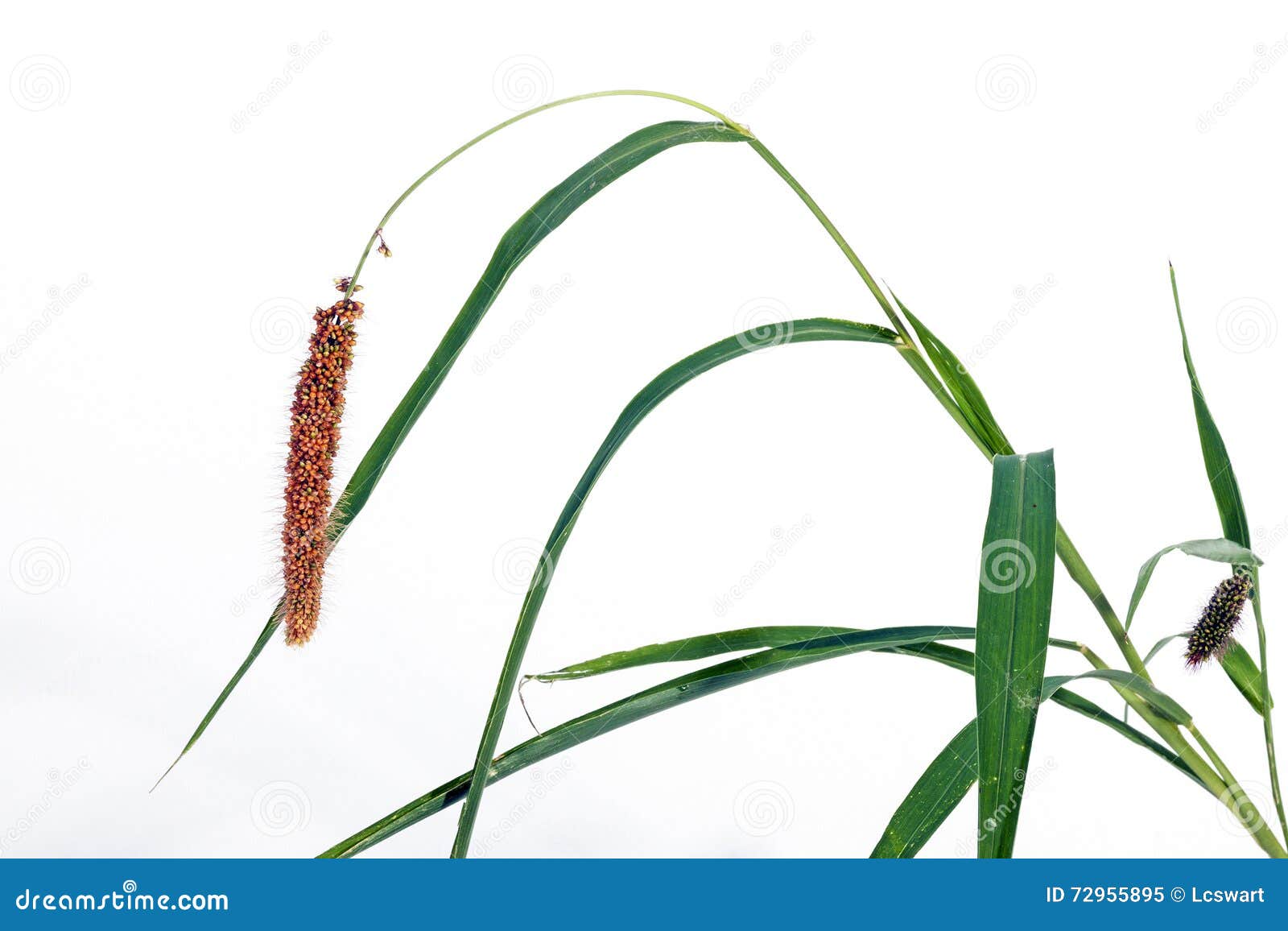 Stem of Green Grass with Ear of Red Millet Stock Image - Image of stem ...