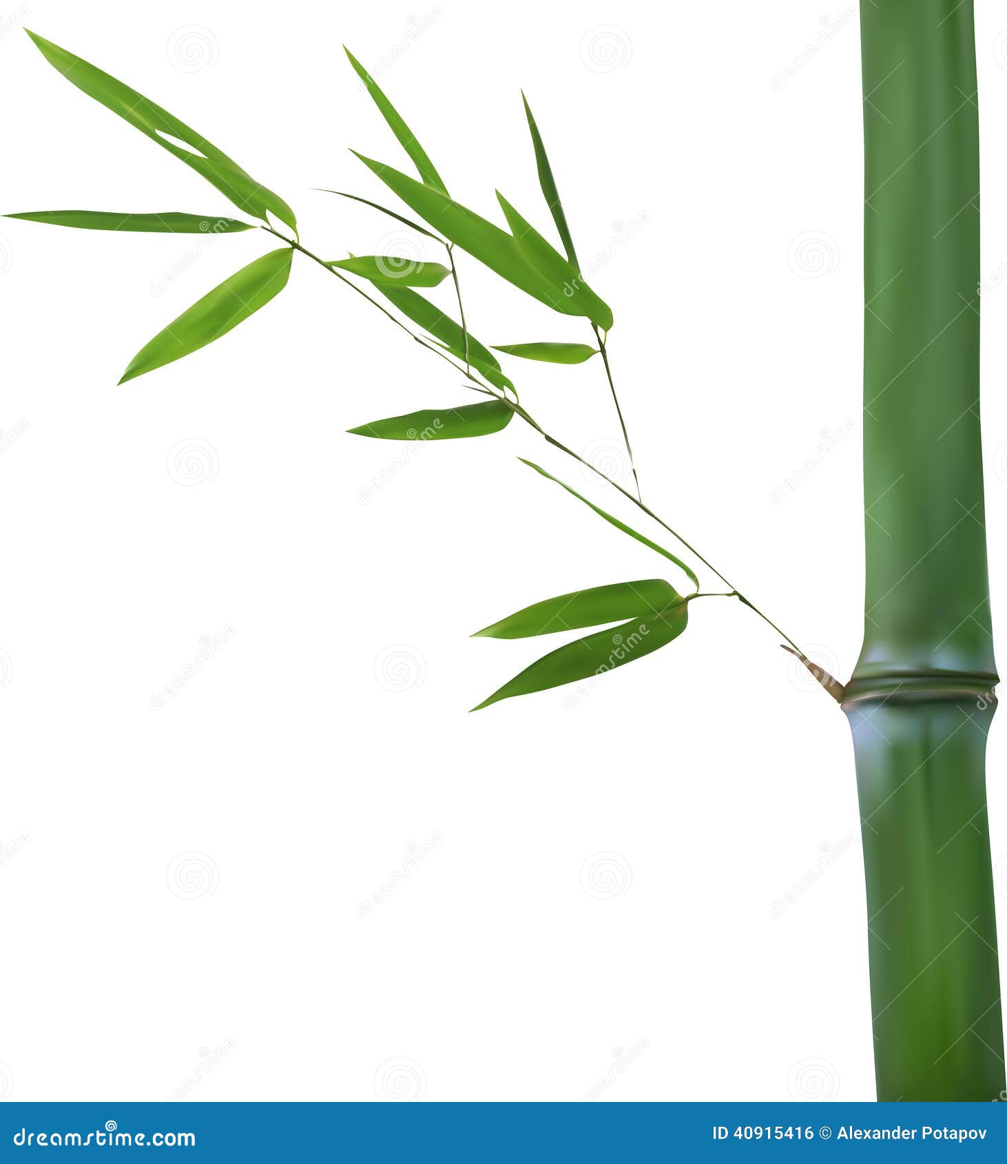 Stem with Green Isolated Bamboo Branch Stock Vector - Illustration of ...