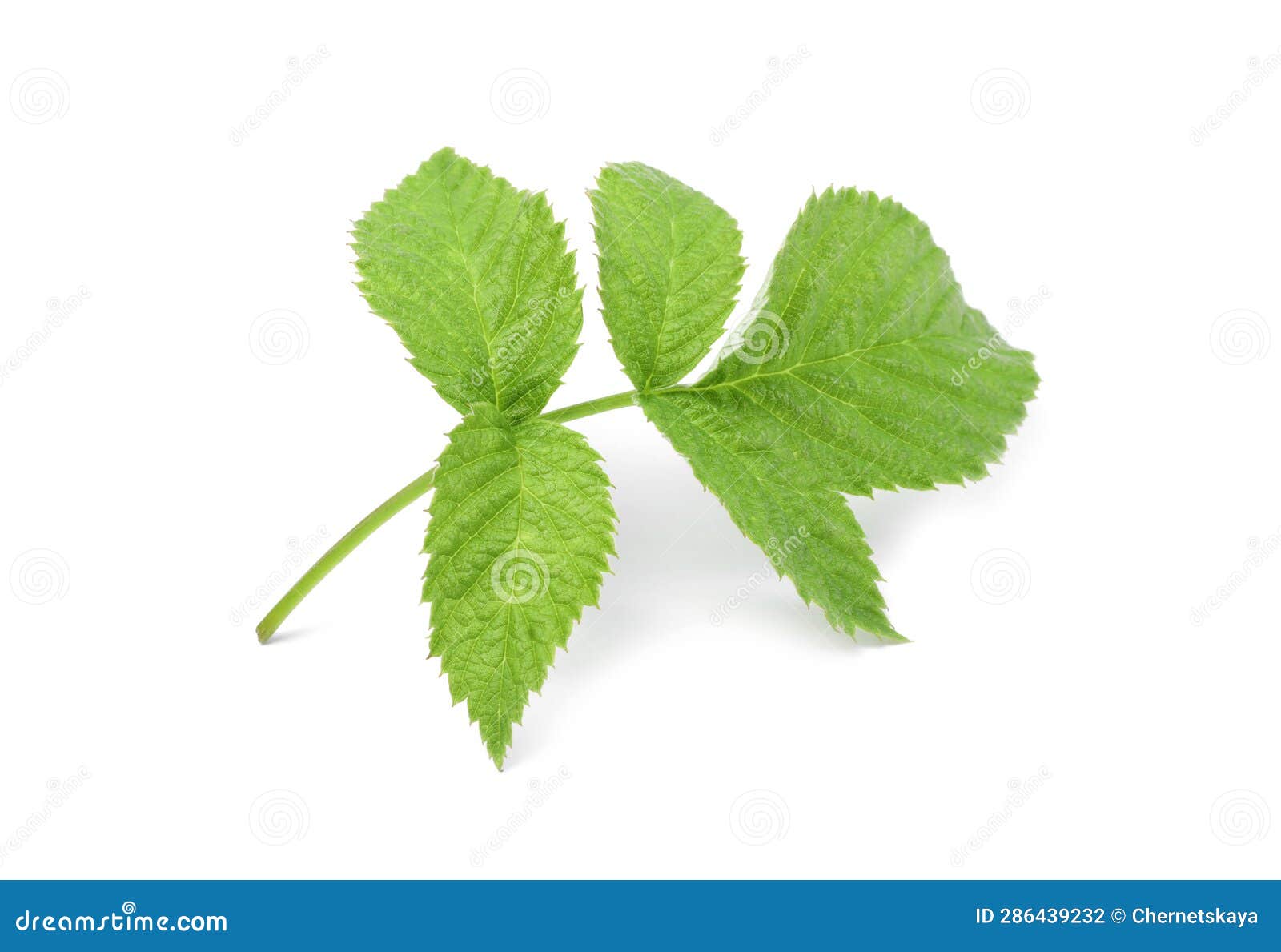 Stem with Green Raspberry Leaves Isolated on White Stock Photo - Image ...