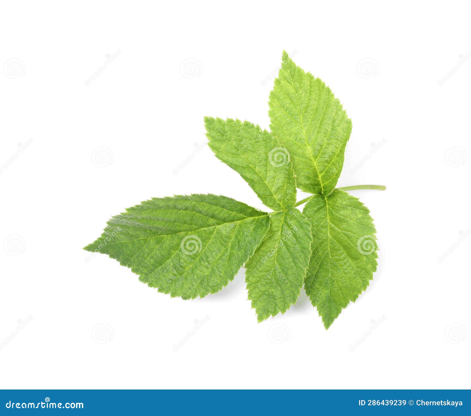Stem with Green Raspberry Leaves Isolated on White Stock Image - Image ...