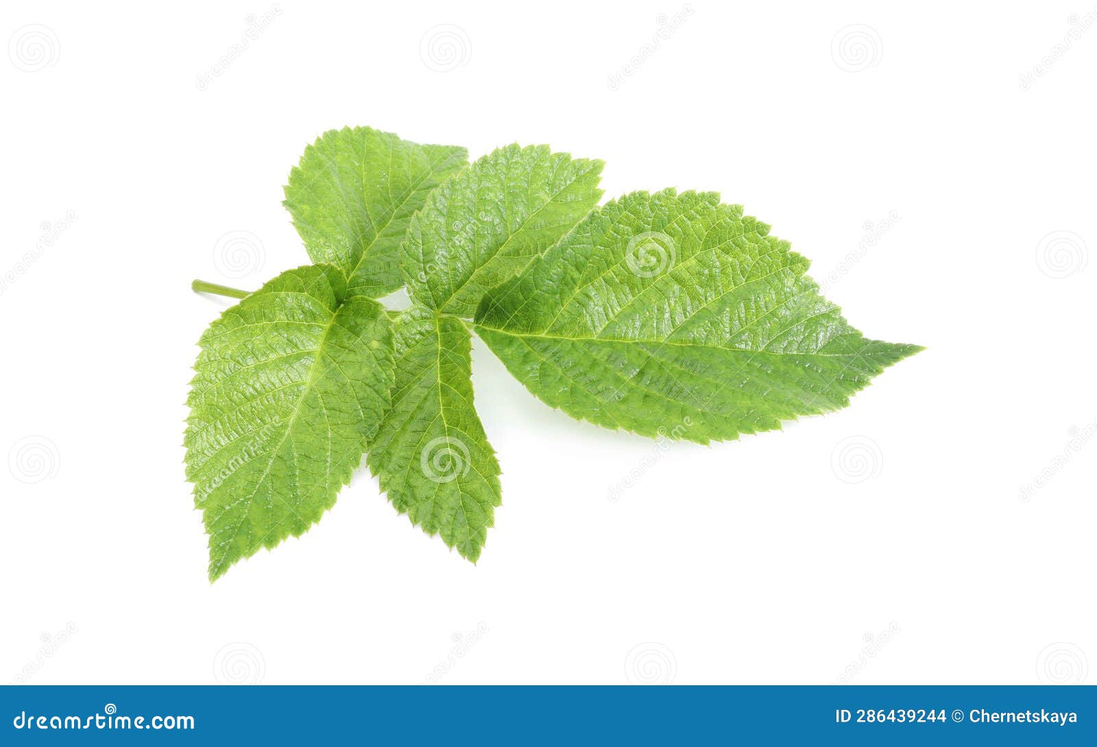 Stem with Green Raspberry Leaves Isolated on White Stock Photo - Image ...