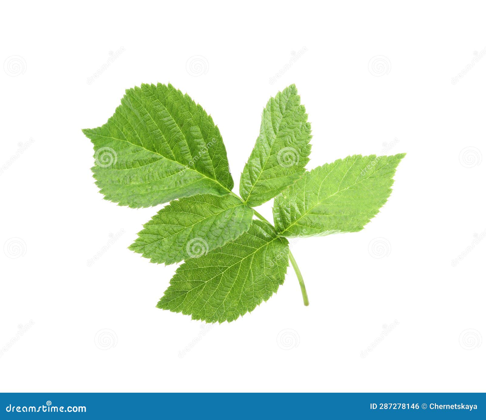 Stem with Green Raspberry Leaves Isolated on White Stock Photo - Image ...