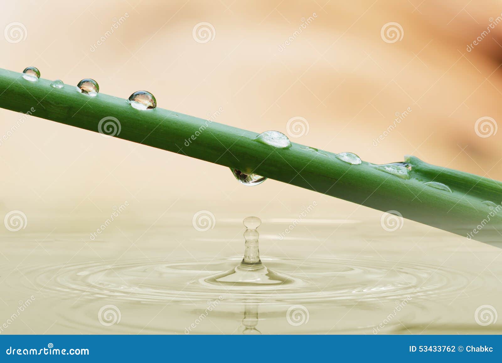 Stem Green with Water Rain Drops Stock Photo - Image of area, herb ...