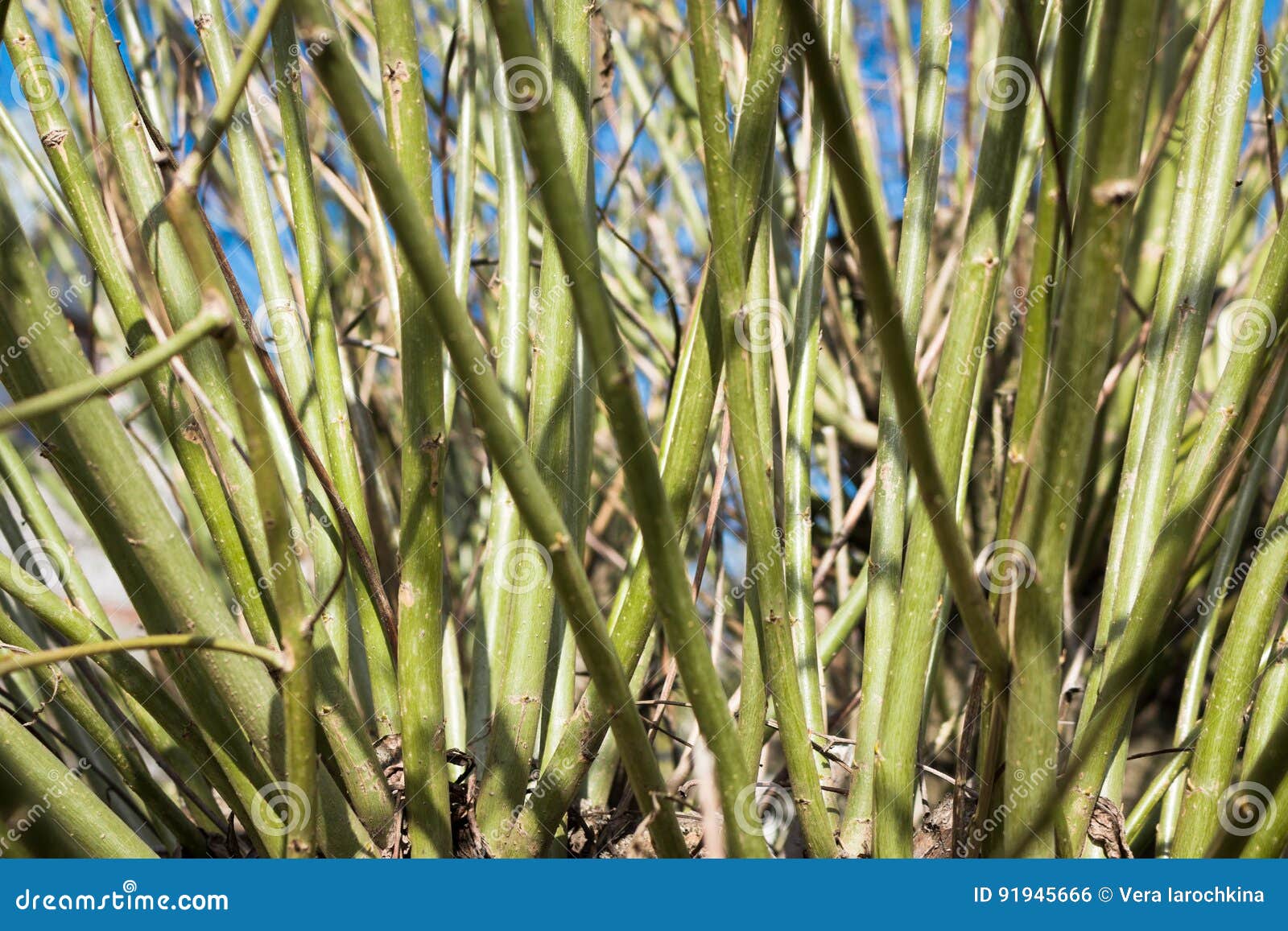 The Stem of a Healthy Cannabis Plant Stock Photo - Image of marihuana ...
