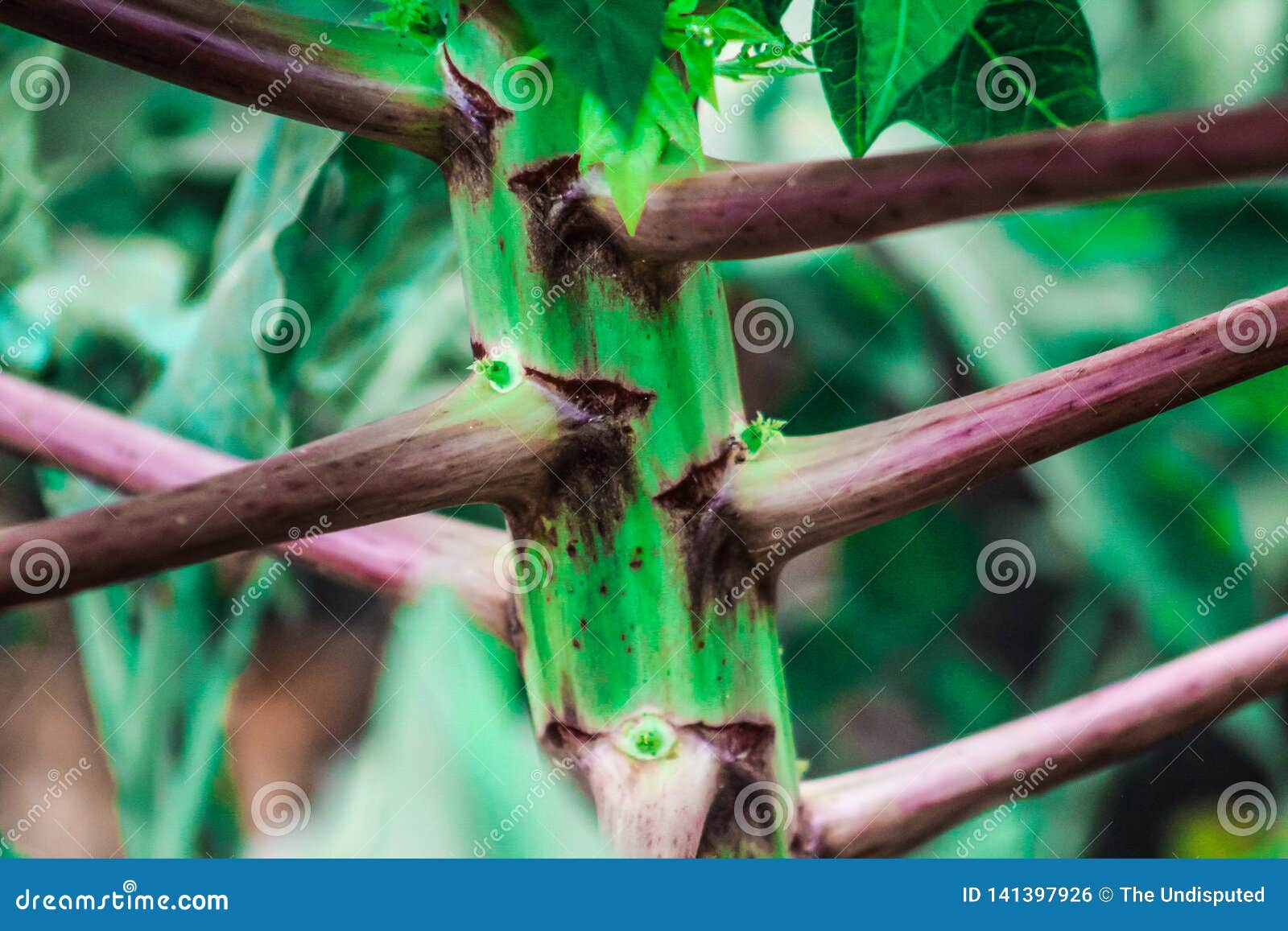 A stem and its branches stock photo. Image of characterized - 141397926