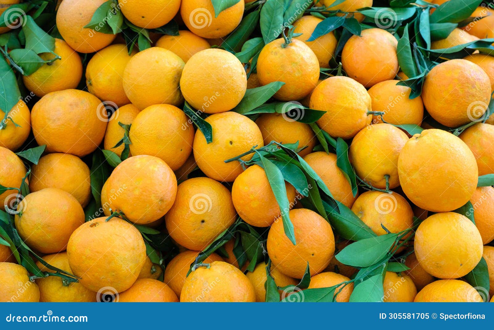 Stem Leaf Oranges Full Background Stock Image - Image of group, vitamin ...