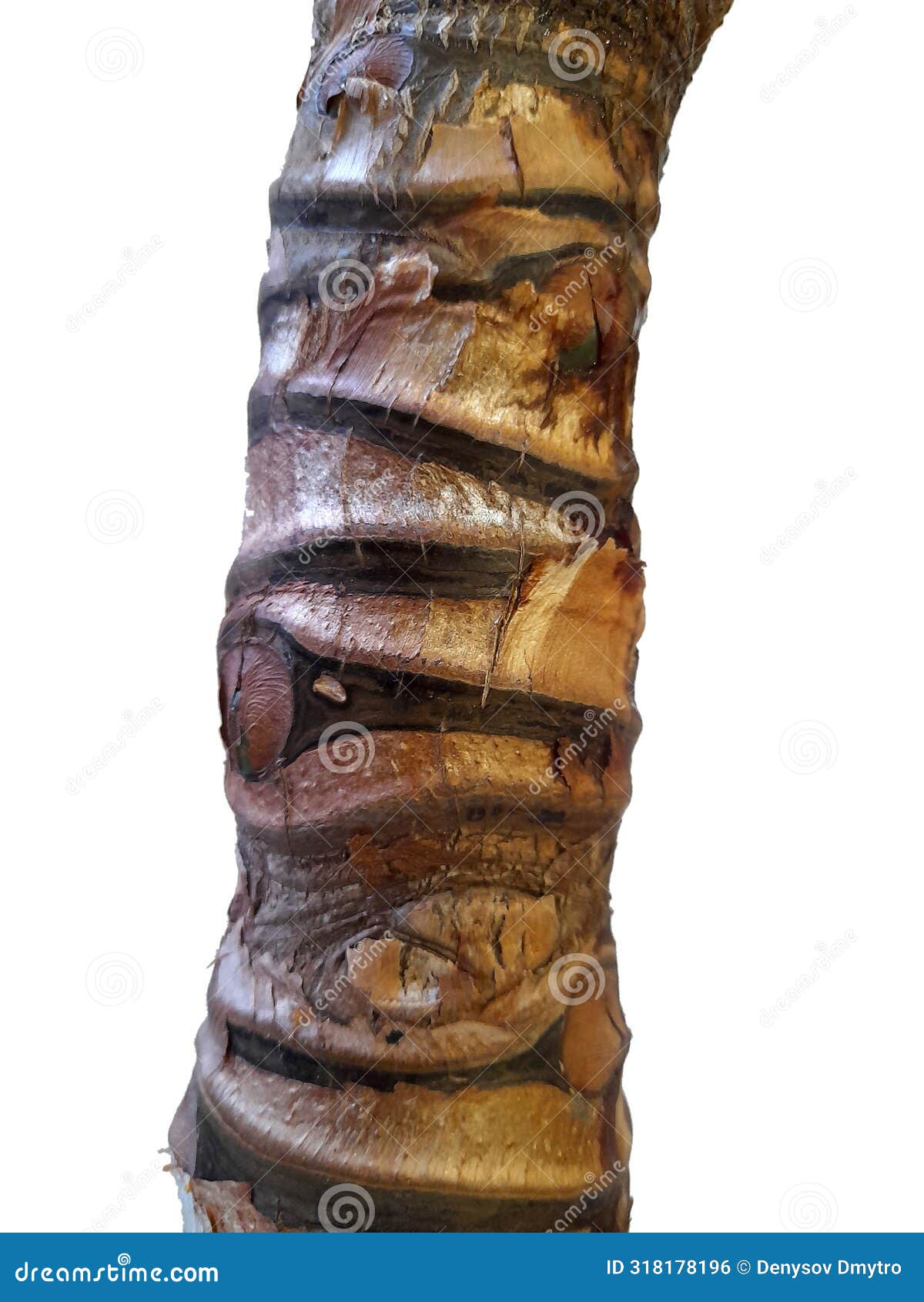 Stem of a Leafy Plant. Deciduous Tree Bark Stock Photo - Image of ...