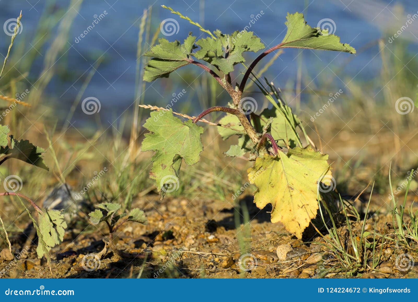 Stem and Leaves of Common Cocklebur Stock Photo - Image of angiosperms ...