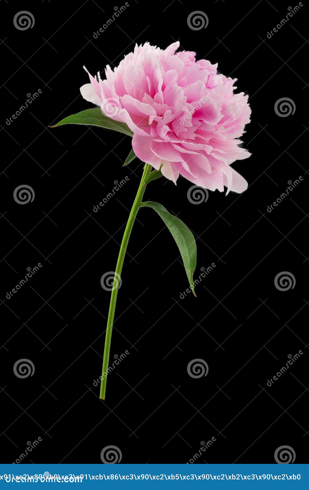 Stem with Leaves and Flower of a Tree-shaped Maroon Peony, Isolate for ...
