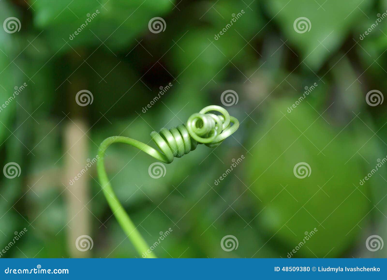 Stem stock photo. Image of stem, nature, cute, summer - 48509380