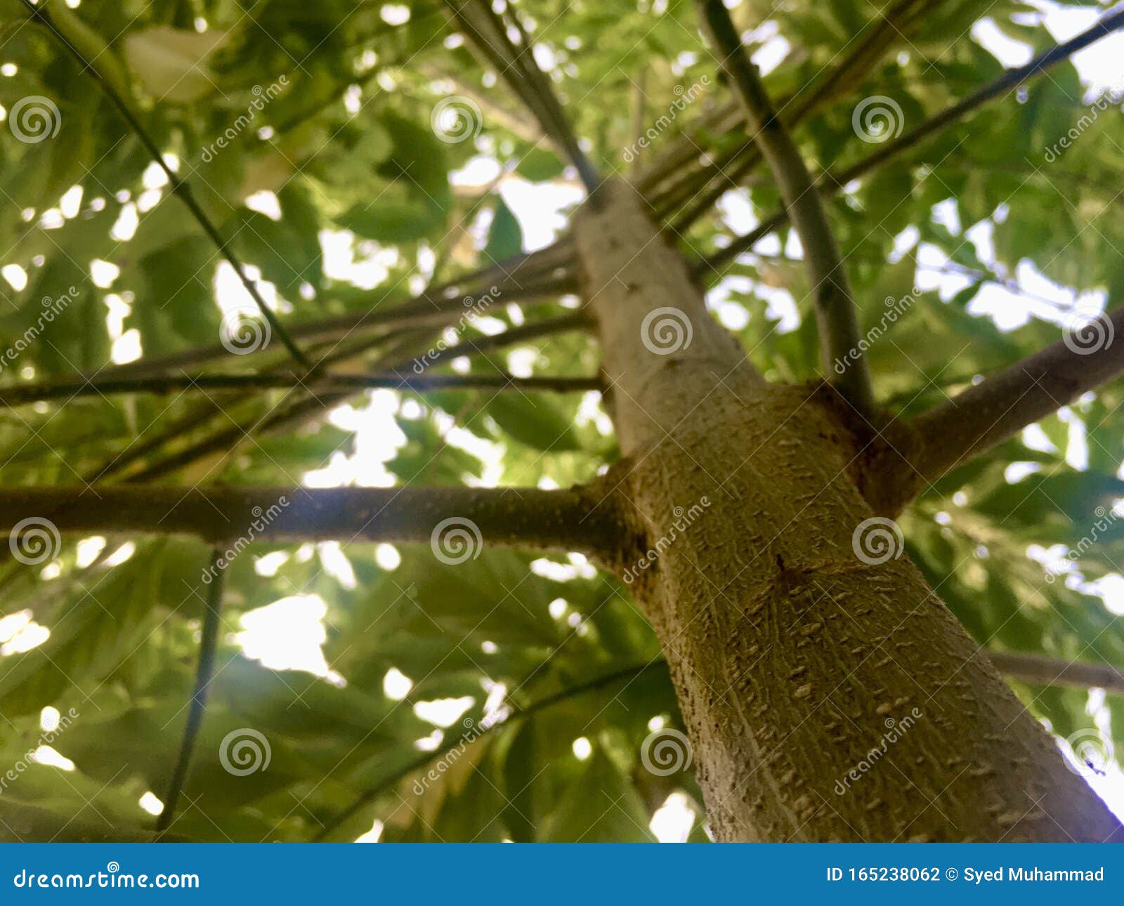 Stem and long offshoots stock photo. Image of tree, stem - 165238062