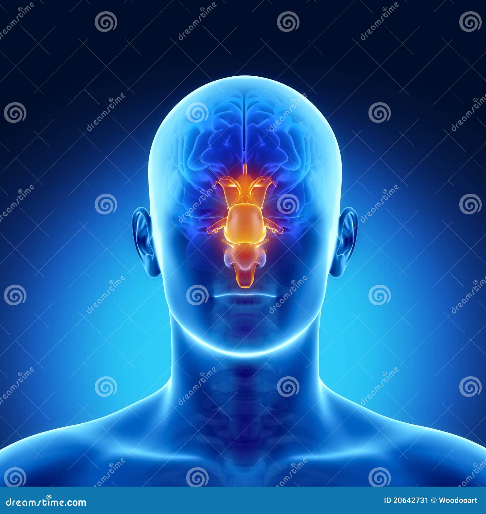 STEM In Male Brain Part Anatomy Stock Image | CartoonDealer.com #20642731