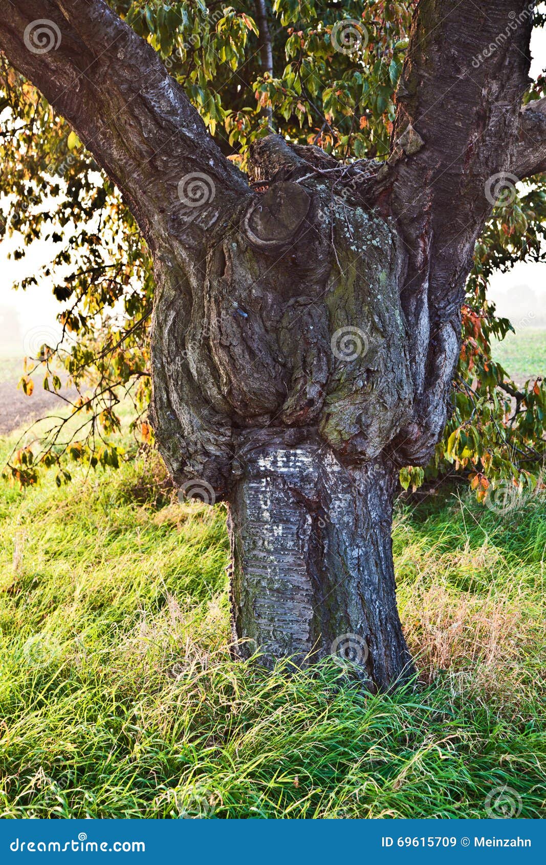 Stem of an old big tree stock image. Image of outdoors - 69615709