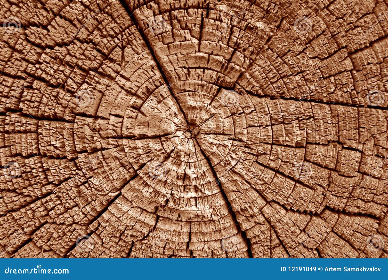 Stem of Old Tree. Background Stock Image - Image of brown, texture ...