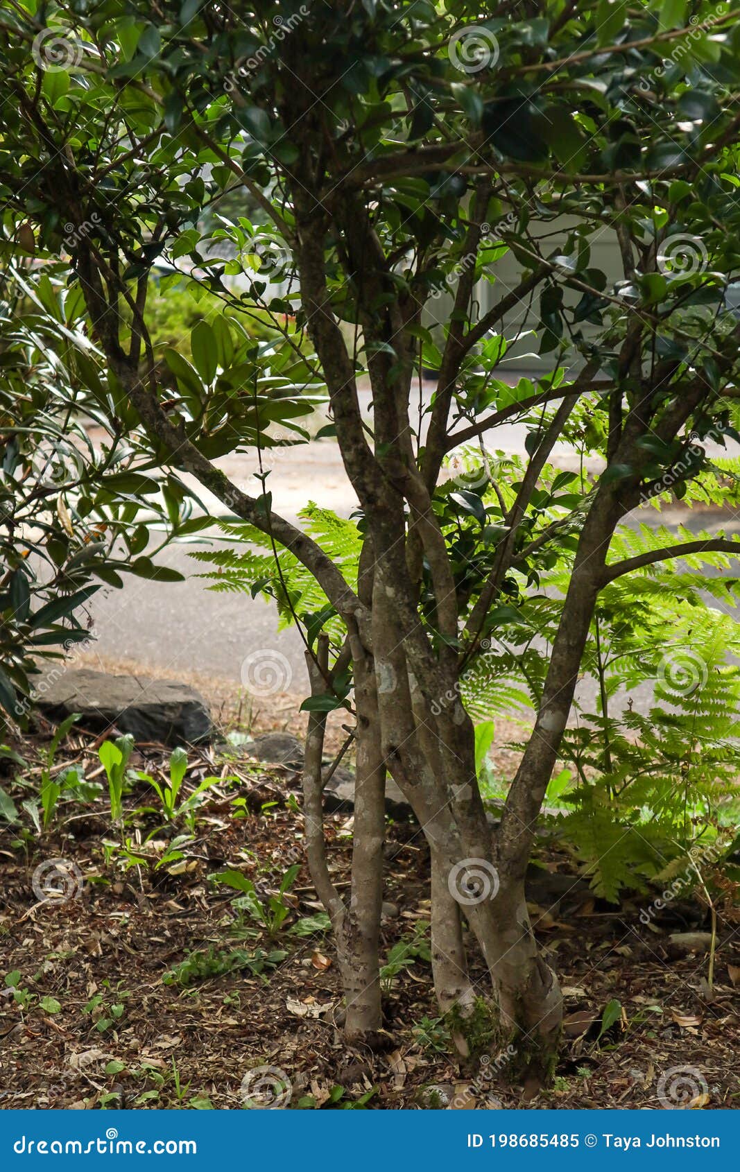 Stem of Overgrown Bush Twisting Next To Road Stock Image - Image of ...