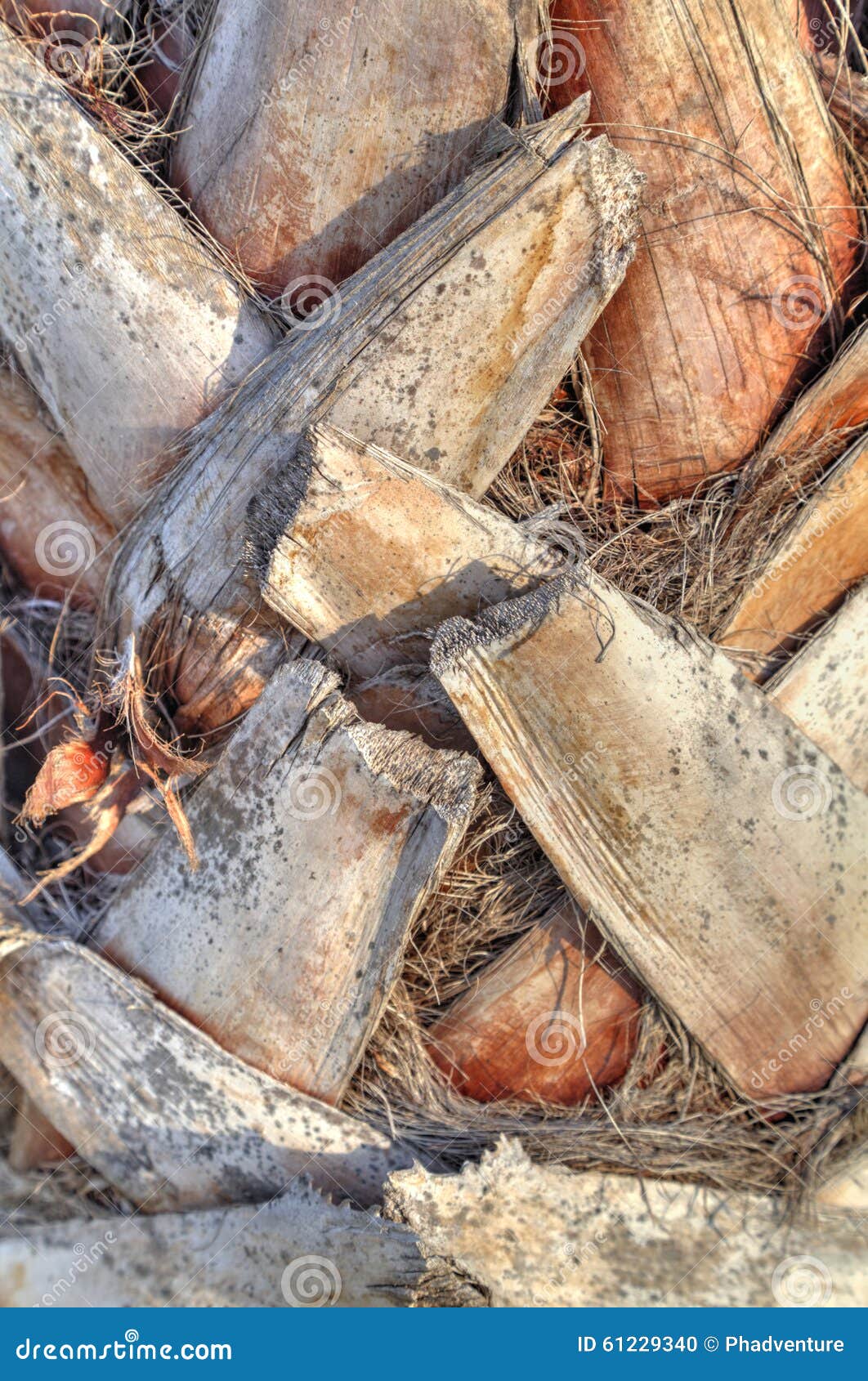 Stem of palm tree stock photo. Image of bright, closeup - 61229340