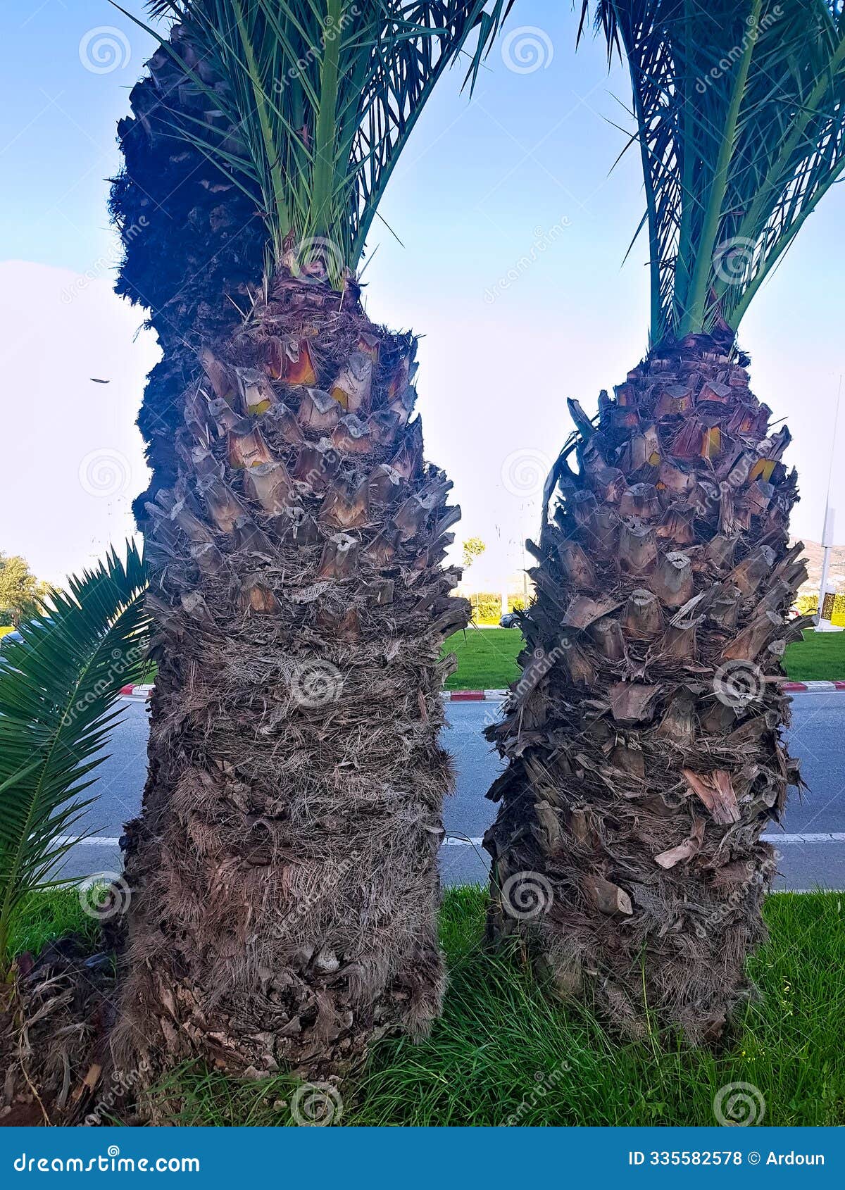 The stem of the palm trees stock photo. Image of leaves - 335582578