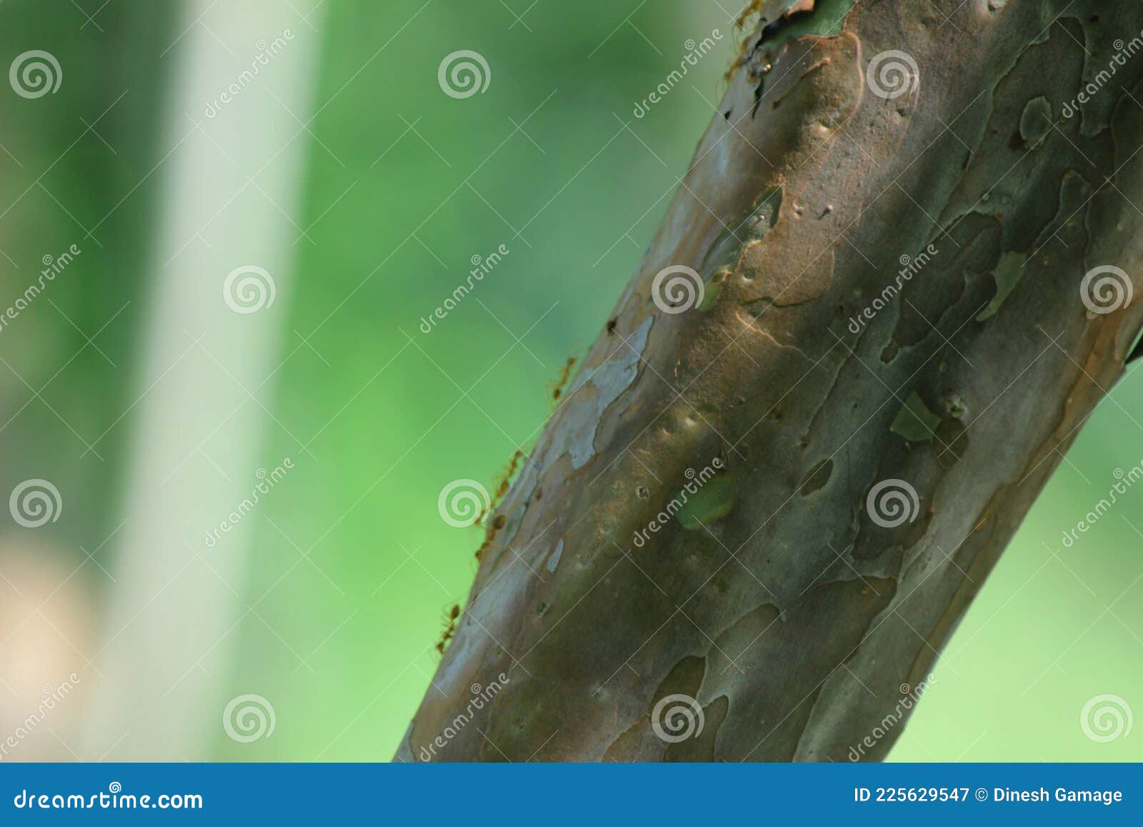 Stem Part of Guava Plant, Brown Trunk with White Patches Stock Image ...