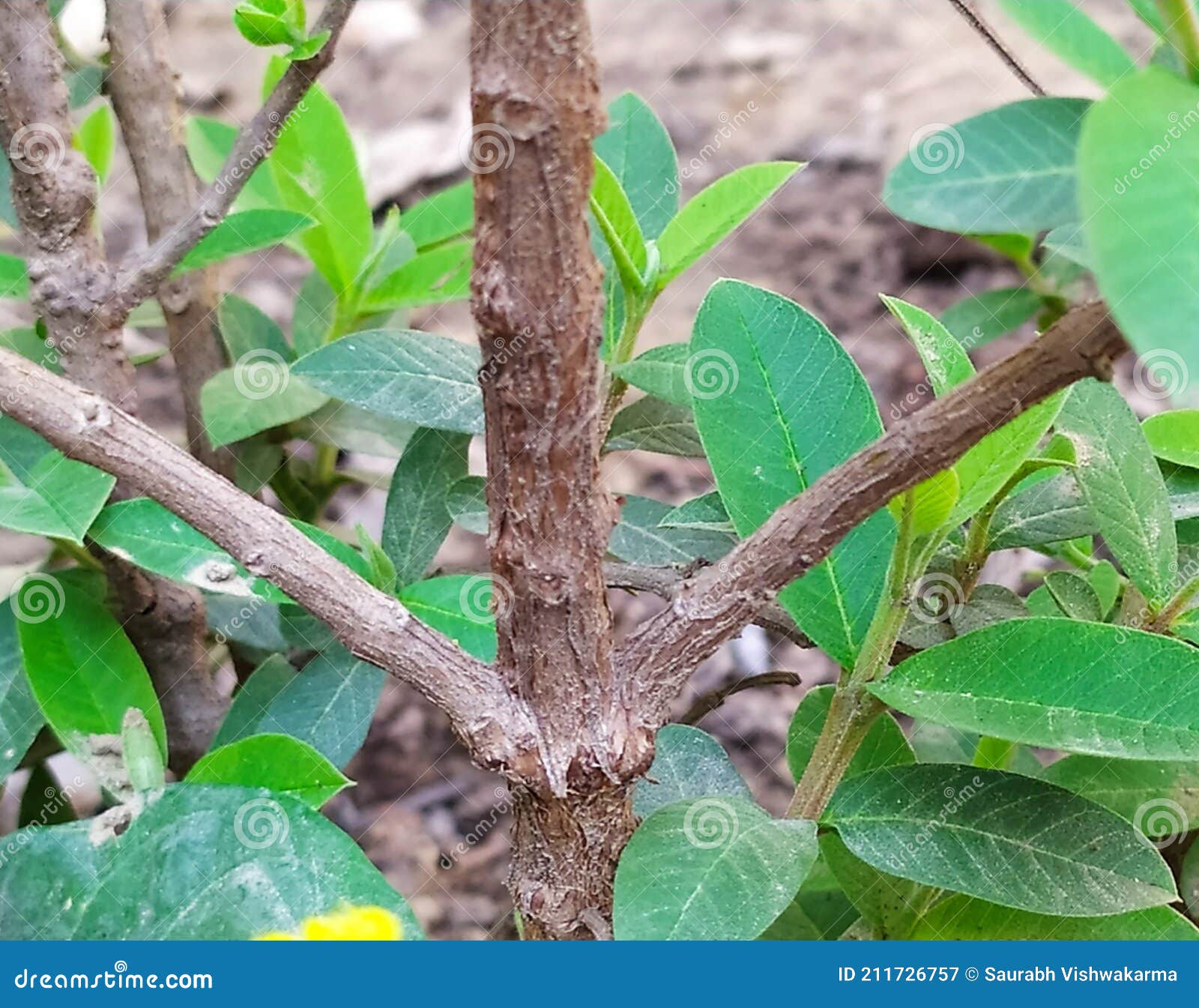 Red Guava Plants Inside Supermarket Cart On Blue Background Stock ...