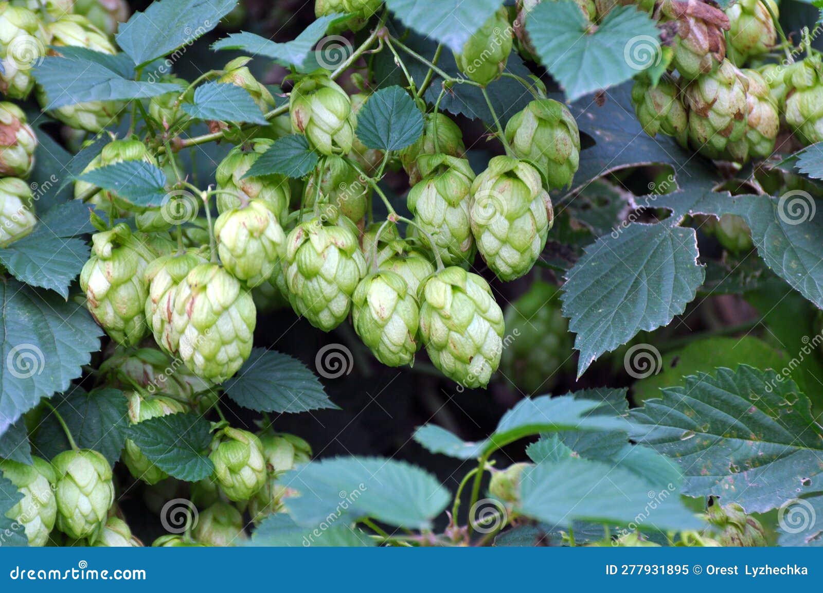 On the Stem of the Plant Cones of Hops Stock Image - Image of brewing ...