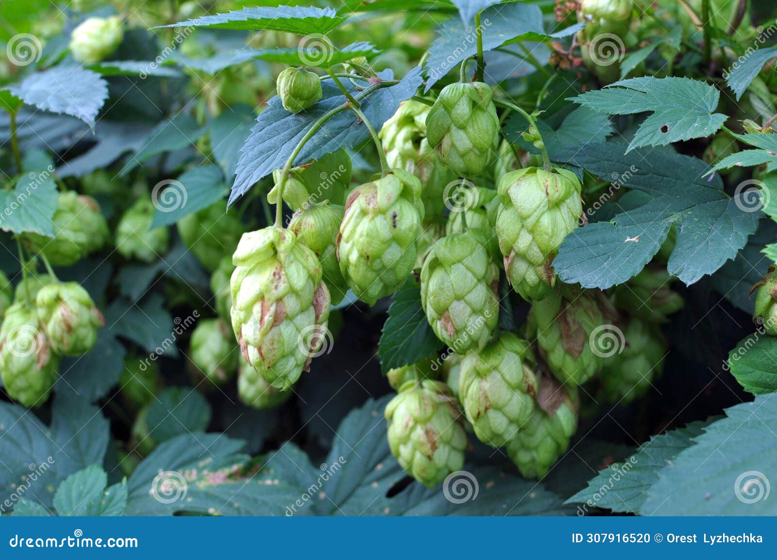 On the Stem of the Plant Cones of Hops Stock Photo - Image of branch ...