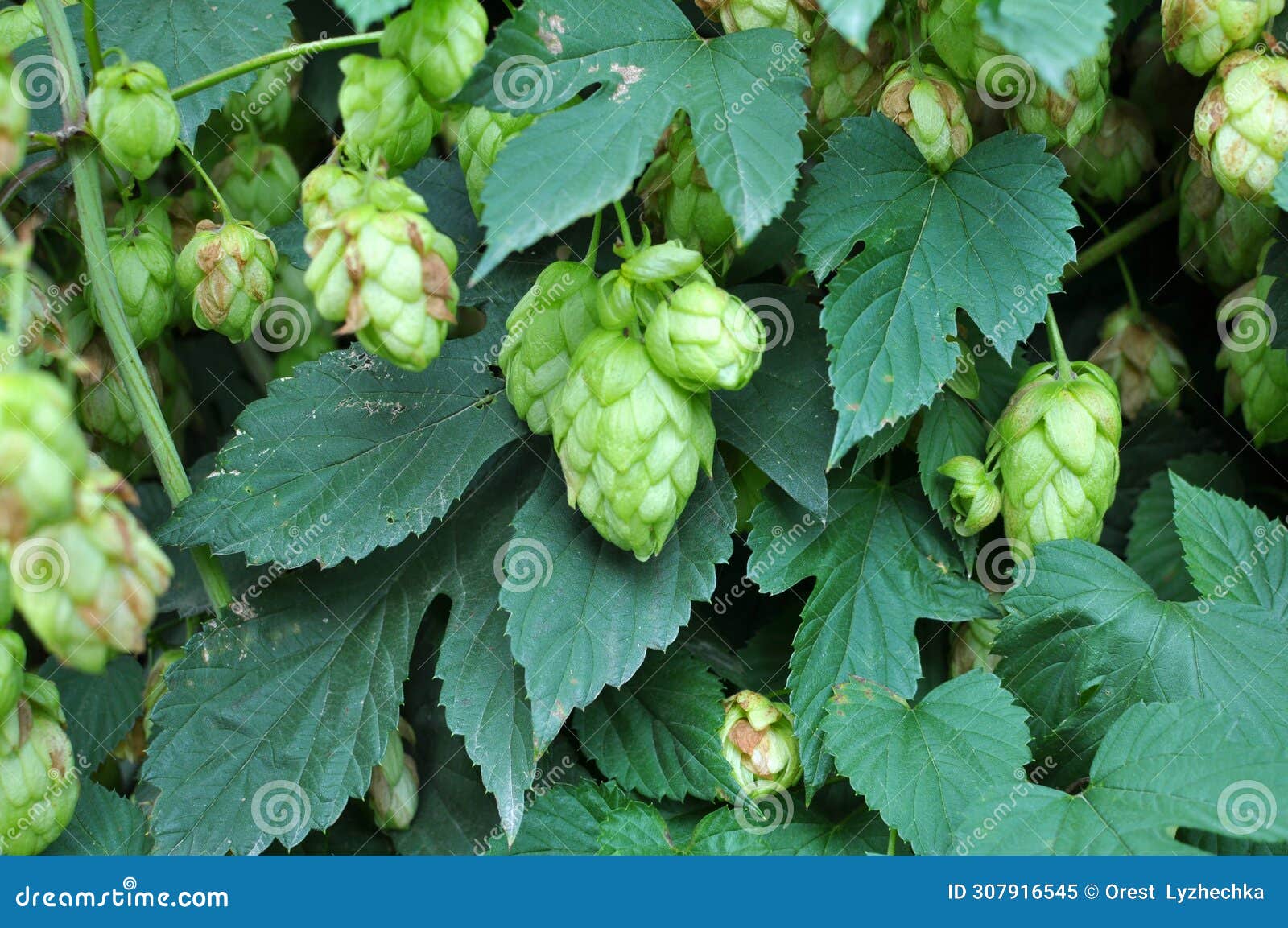 On the Stem of the Plant Cones of Hops Stock Image - Image of alcohol ...