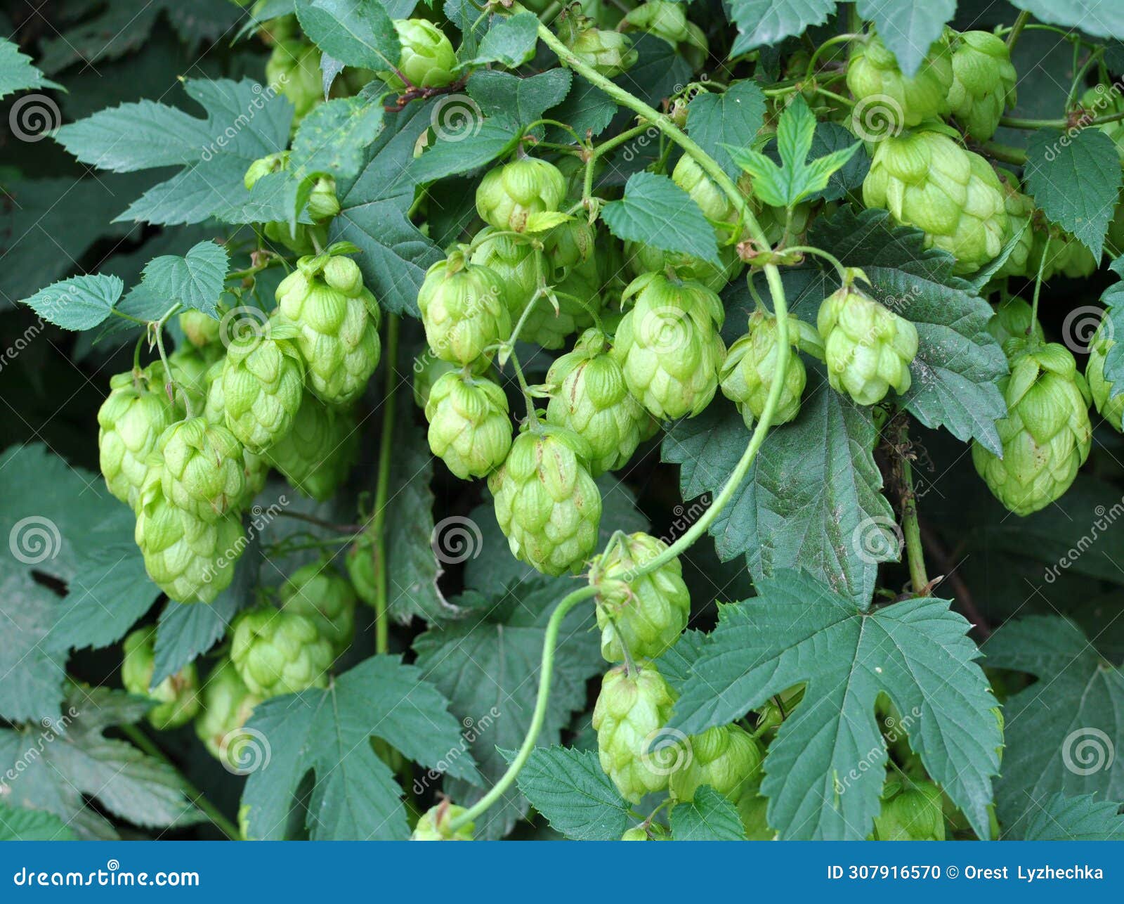 On the Stem of the Plant Cones of Hops Stock Photo - Image of brewery ...