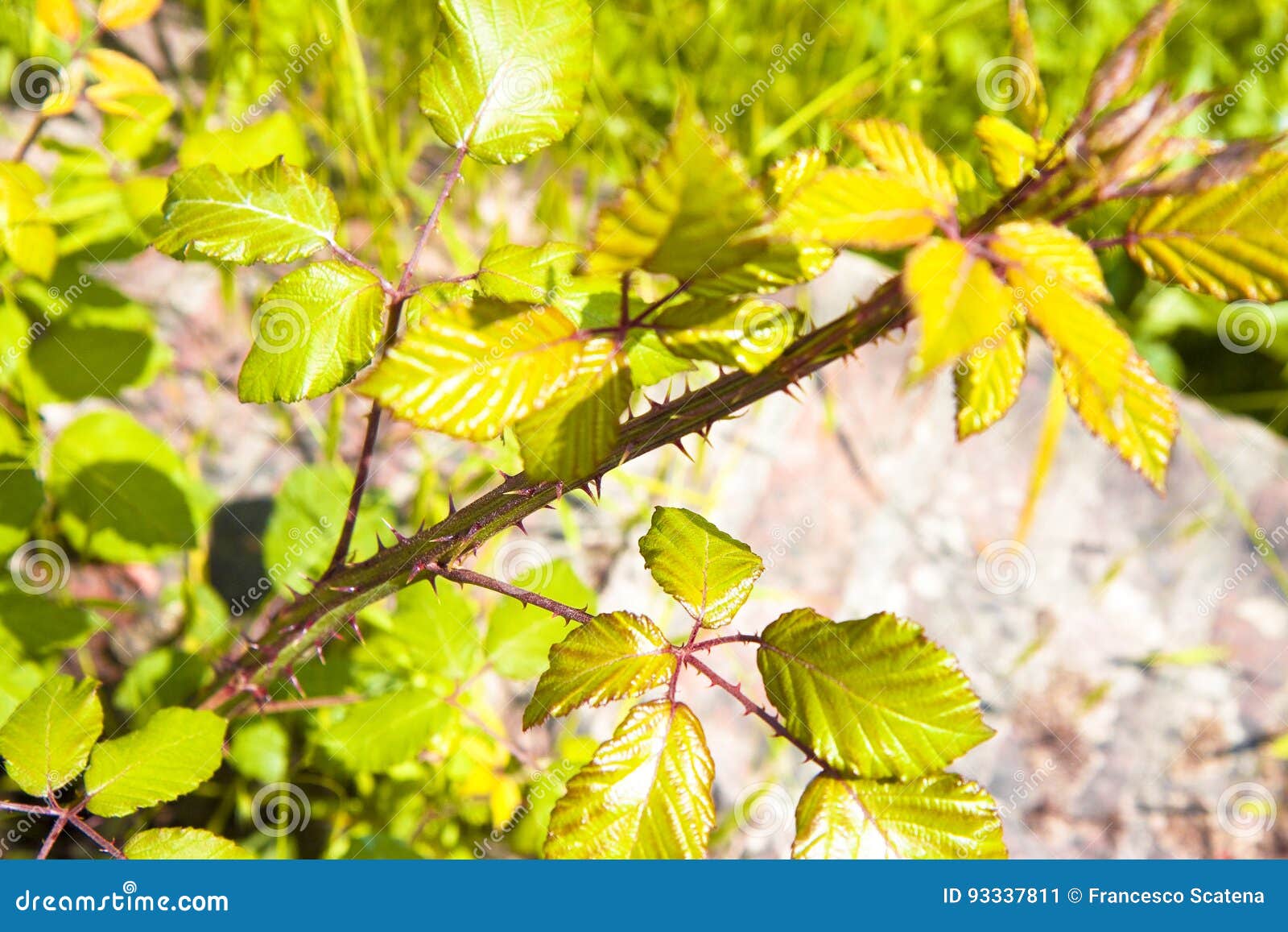 The Stem of a Plant with Thorns Stock Image - Image of plant, pointy ...