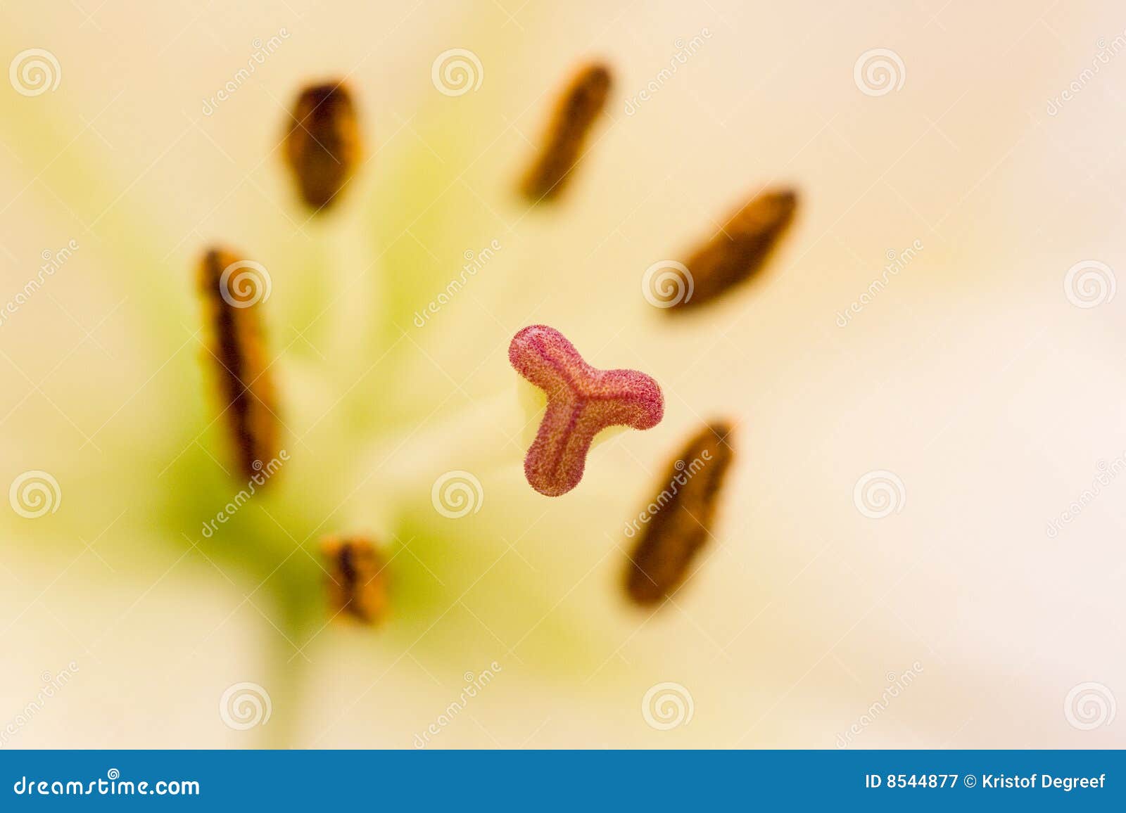 Stem and pollen stock image. Image of macro, fragrant - 8544877