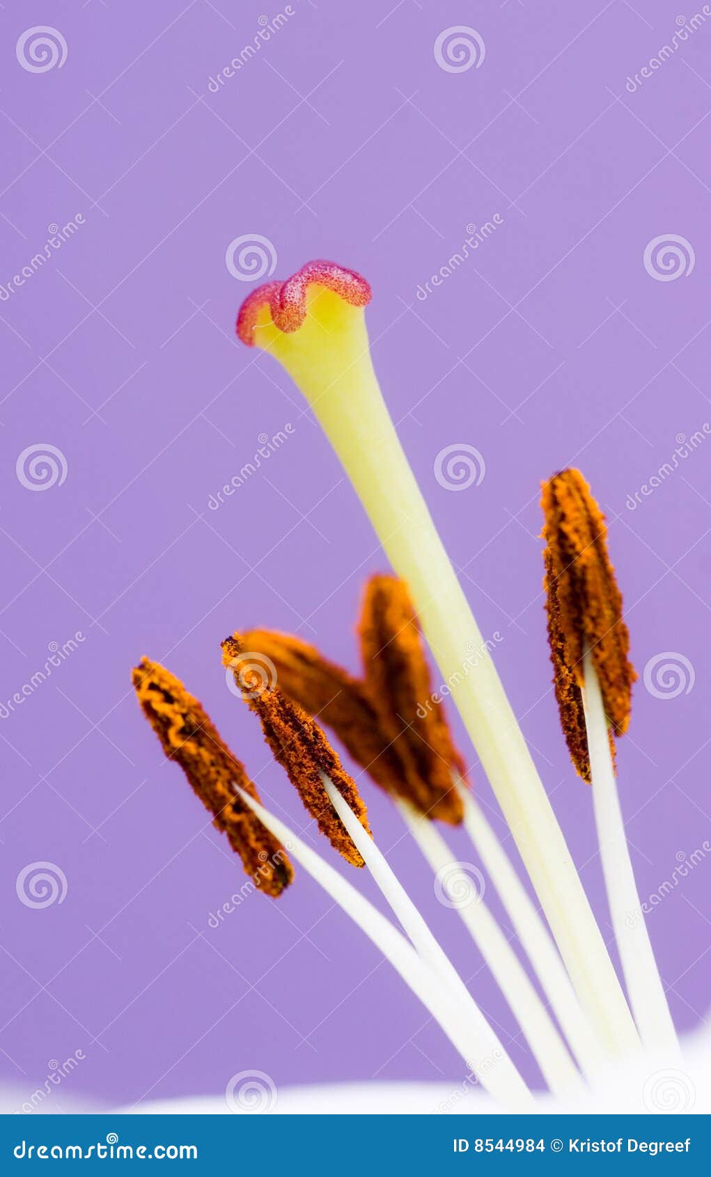 Stem and pollen stock photo. Image of fragility, flora - 8544984