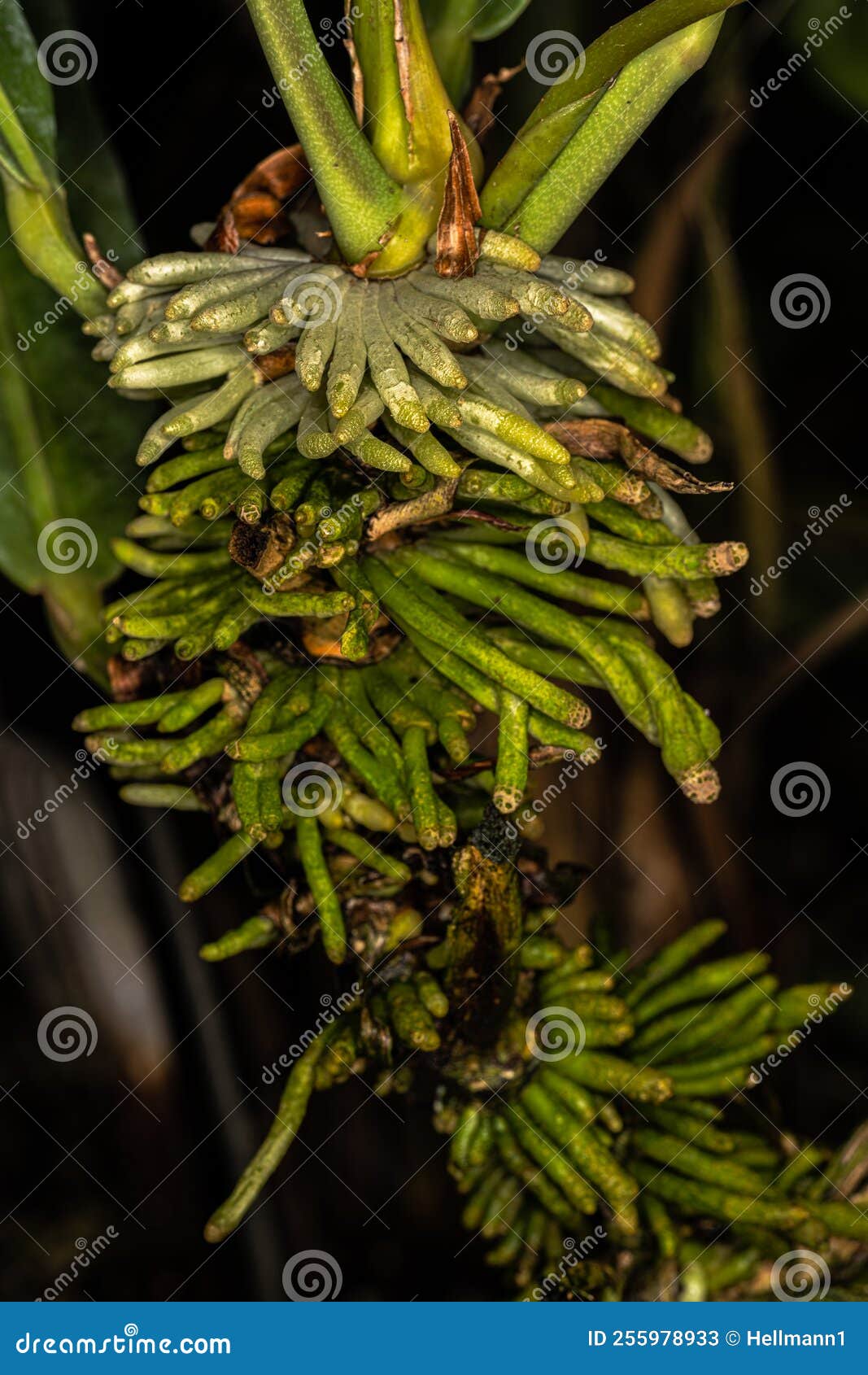 Stem and Prop Roots stock image. Image of bunch, organic - 255978933