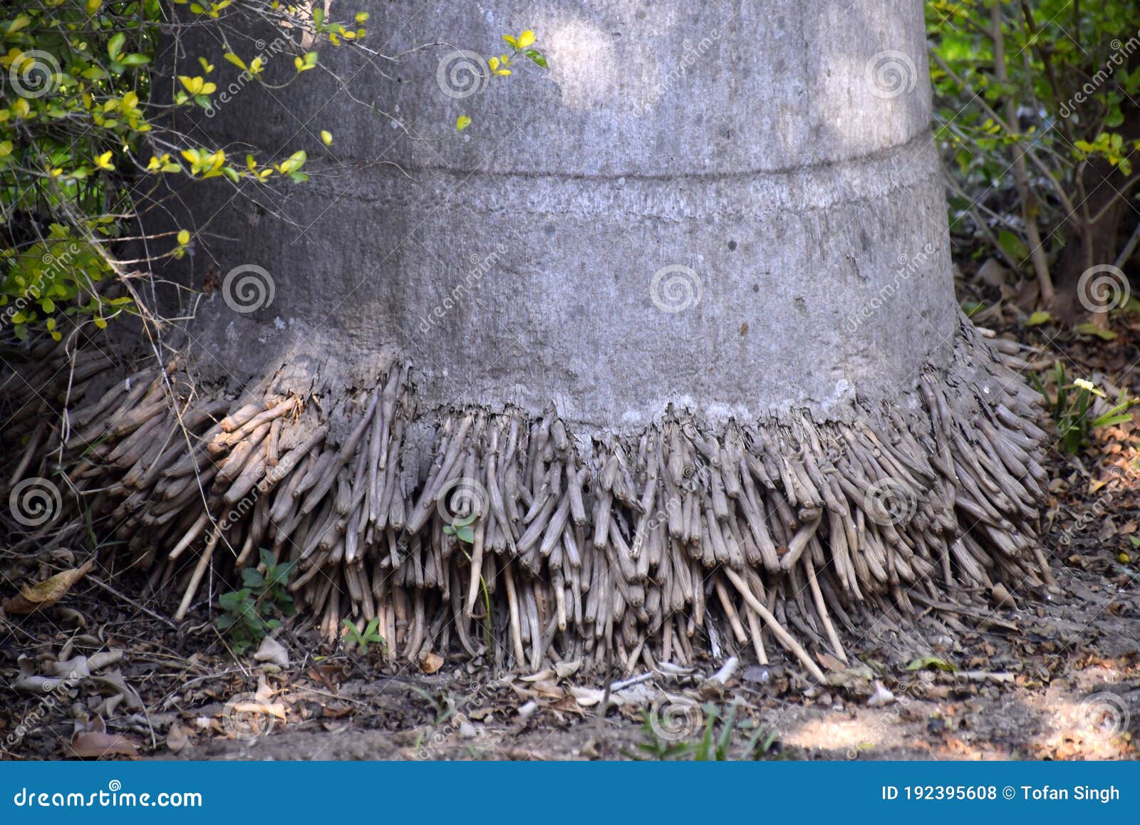 The Stem and Roots of the Coconut Tree are Like Thick Threads Stock ...