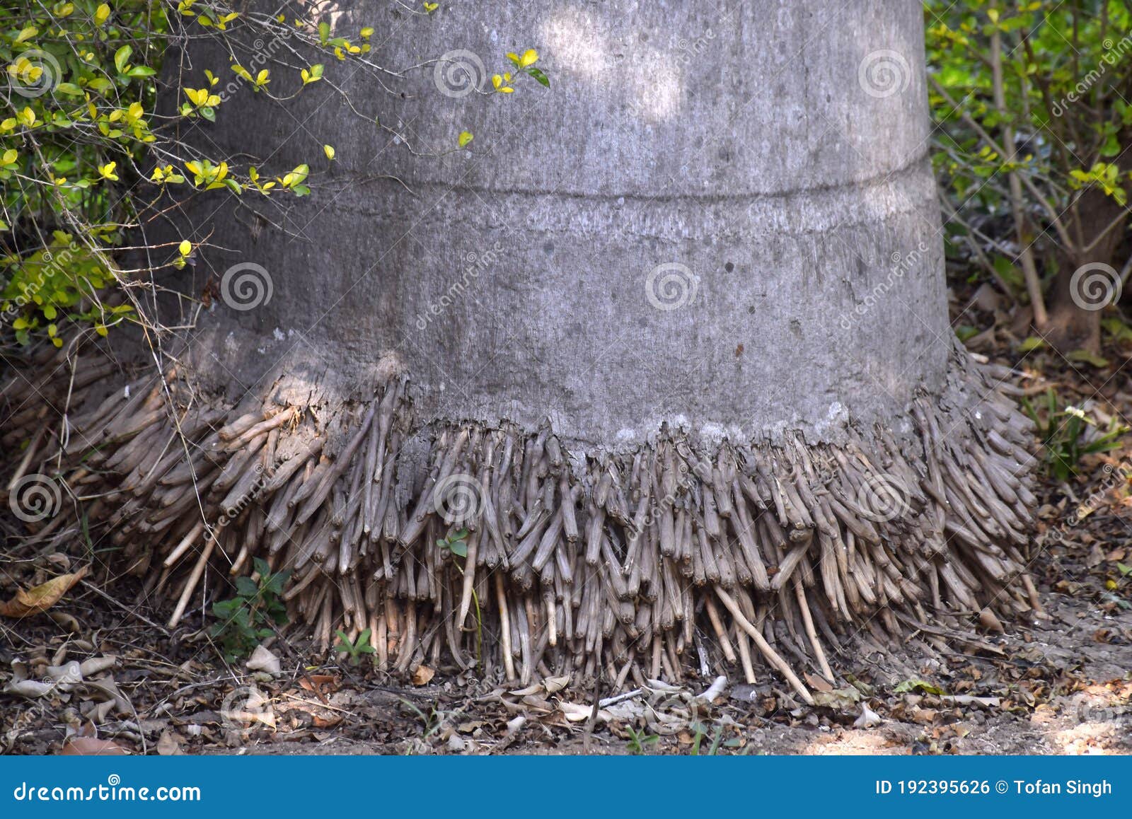 The Stem and Roots of the Coconut Tree are Like Thick Threads Stock ...