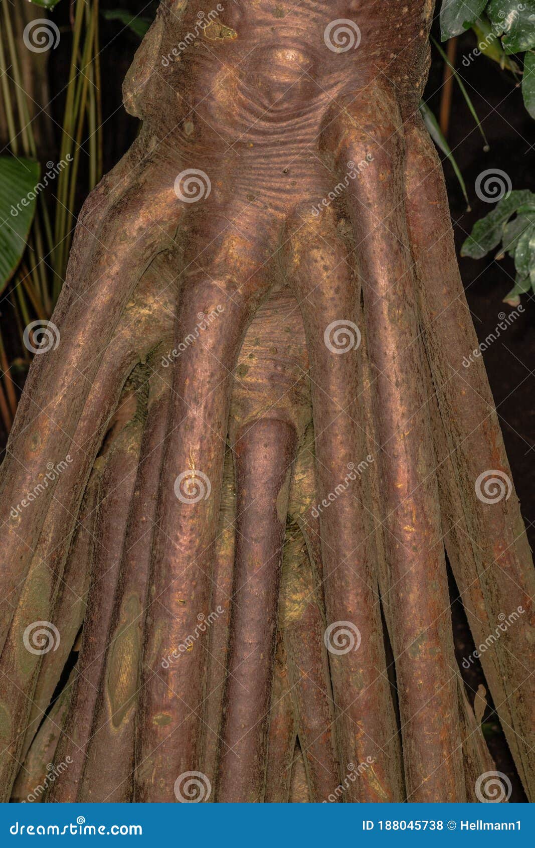 The Common Screwpine (Pandanus Utilis) It Is Native To Mauritius ...